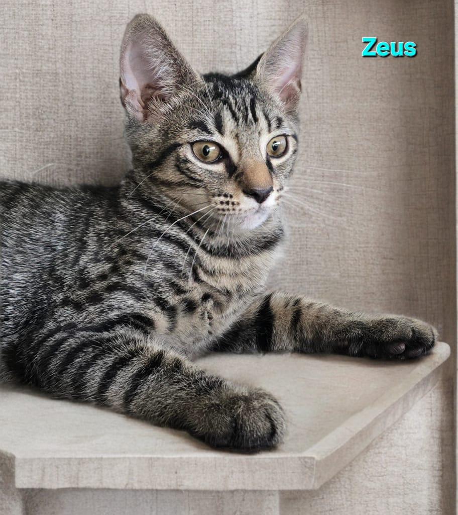 Cat for adoption - Little Zeus, a Domestic Short Hair & Tabby Mix in ...