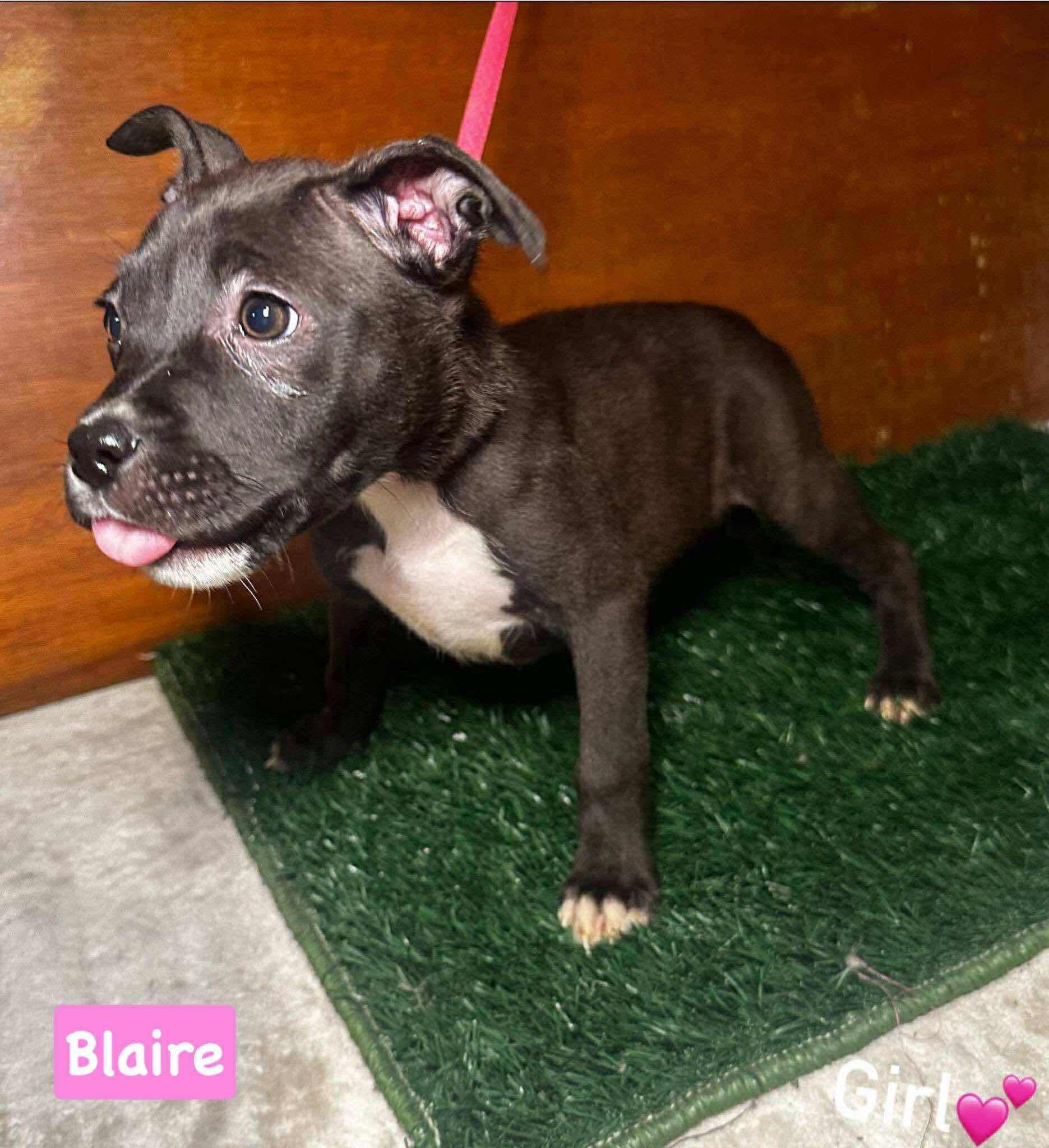Dog for adoption - Blaire, a Terrier Mix in Puyallup, WA | Petfinder