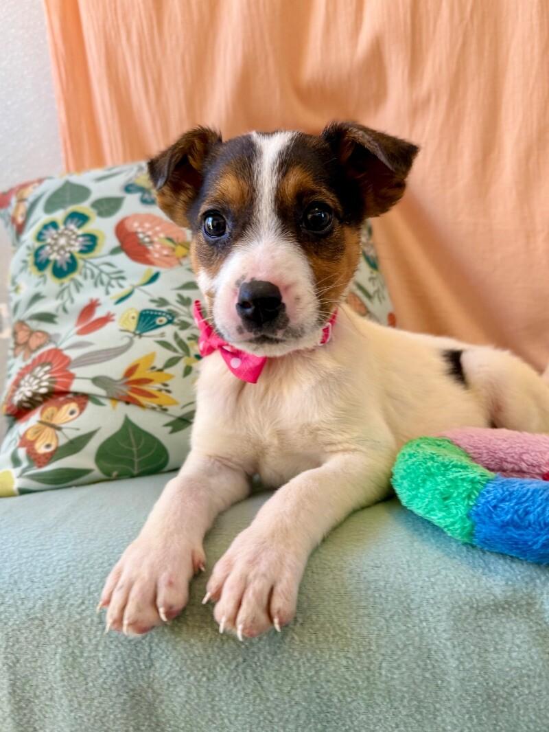 Dog for adoption - Bentley Cuddles, a Labrador Retriever & Terrier Mix ...