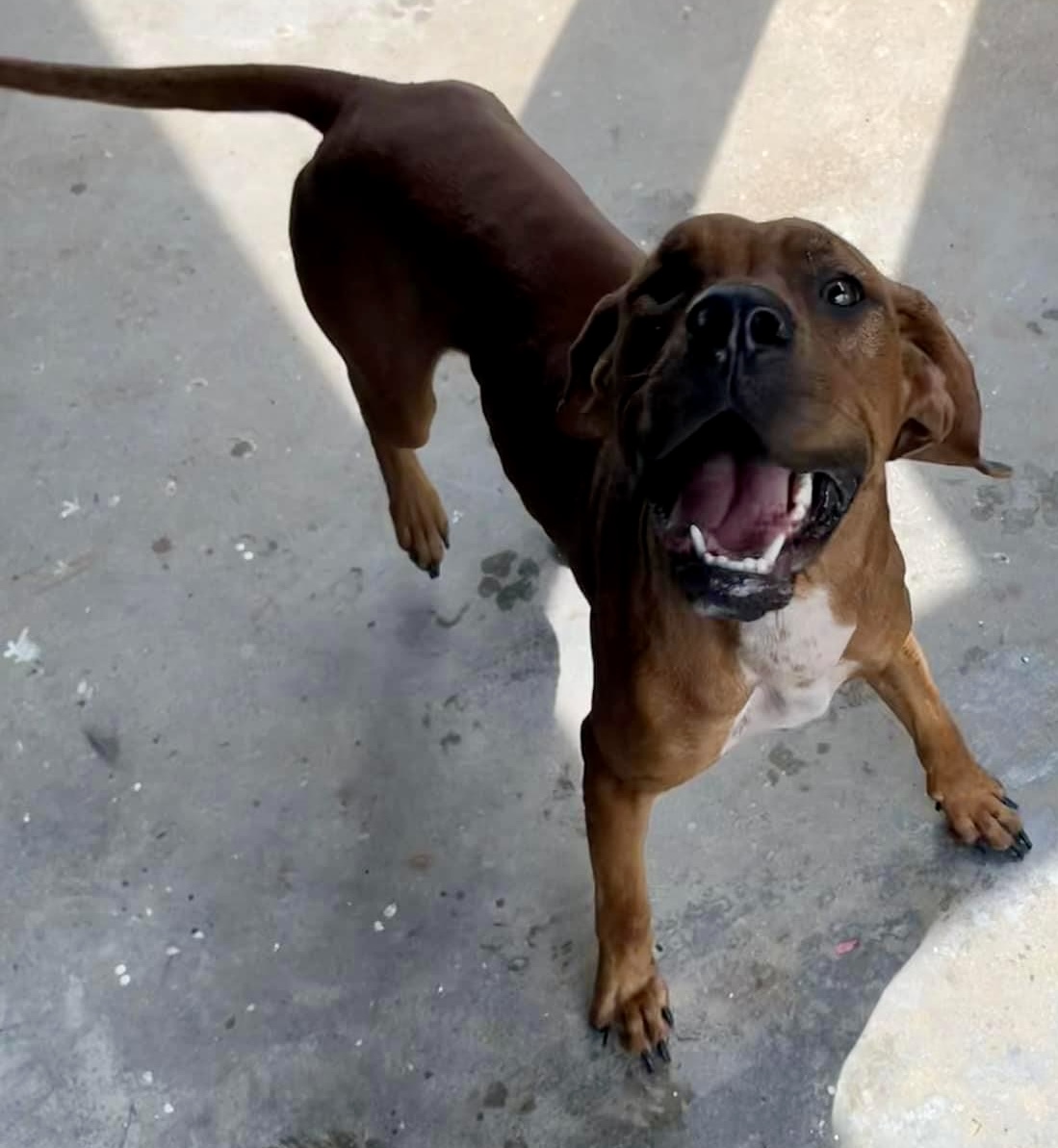 Dog for adoption - Lulu Riley, a Redbone Coonhound Mix in Waterford, CT ...