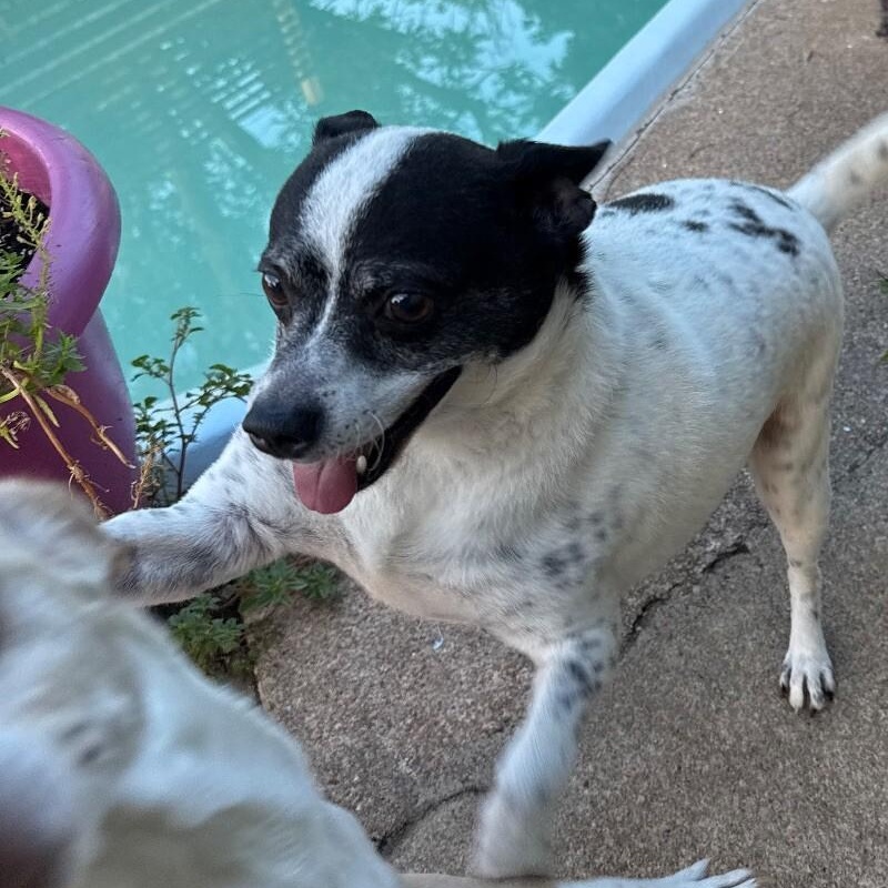 Dog for adoption - Mr. Bean, a Chihuahua & Corgi Mix in Pittsburgh, PA ...