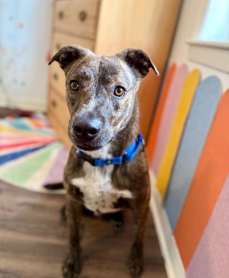 Dog for adoption - Scrappy Doo the goof who loves you, a Pit Bull ...