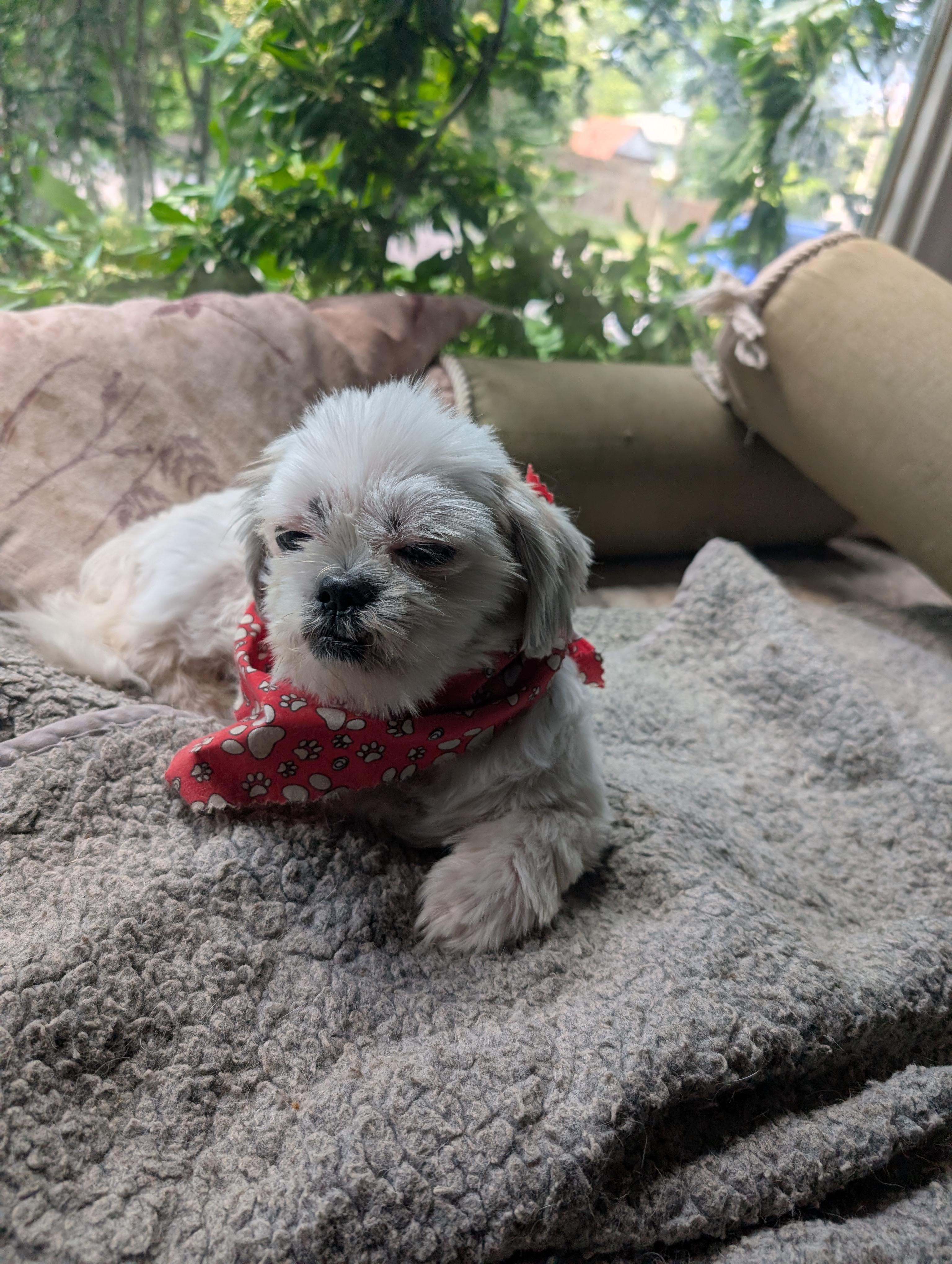 Dog for adoption - Nicole, a Shih Tzu & Maltese Mix in Mississauga, ON ...