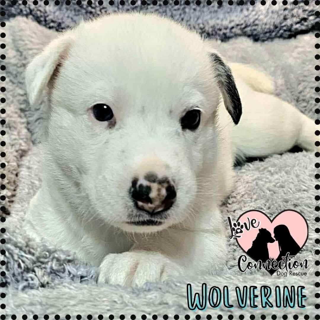 Dog for adoption - Wolverine, a Siberian Husky Mix in Gilbert, AZ ...