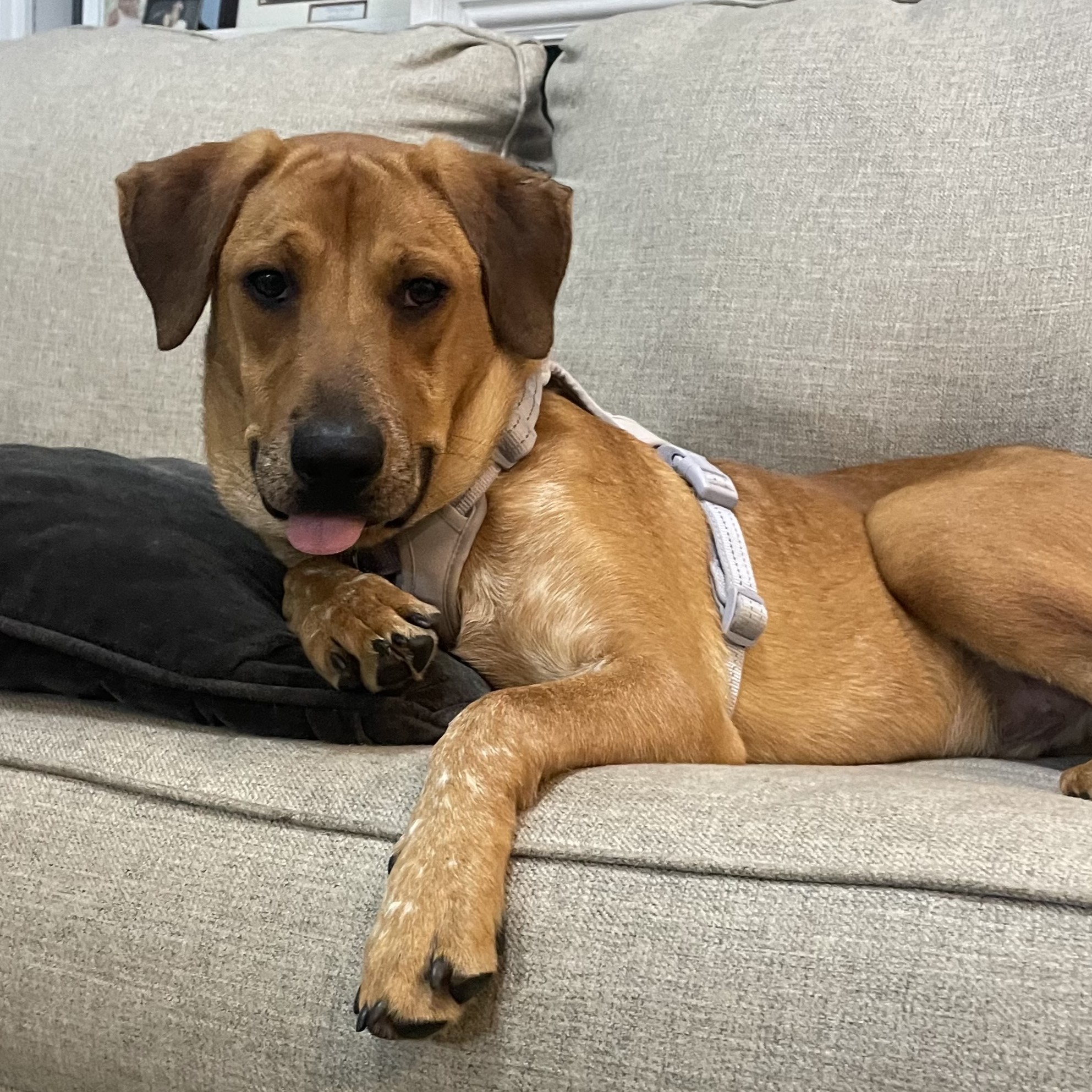 Dog for adoption - Godzilla, a Retriever Mix in Providence, RI | Petfinder