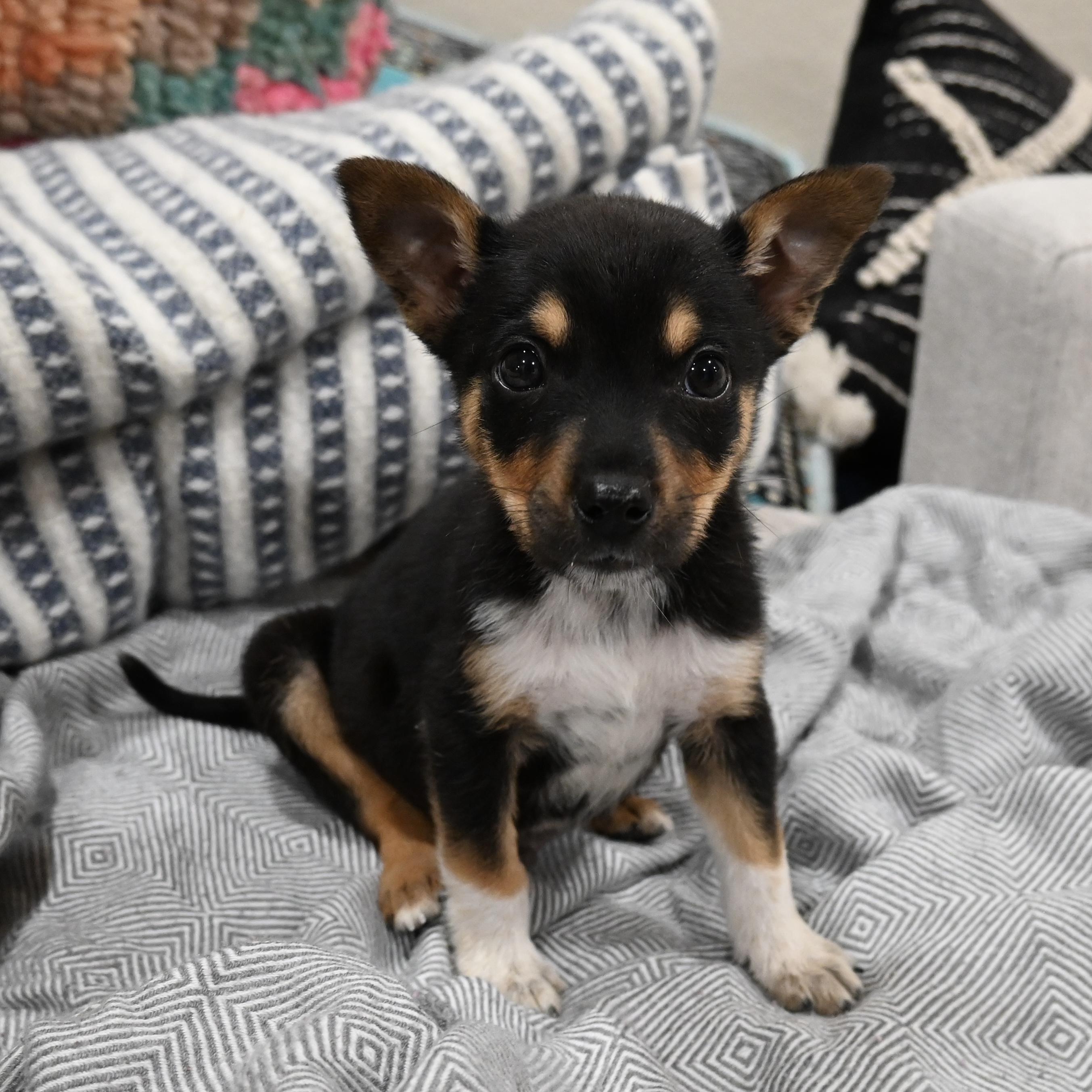 Dog for adoption - Gray, a Miniature Pinscher & Cattle Dog Mix in ...