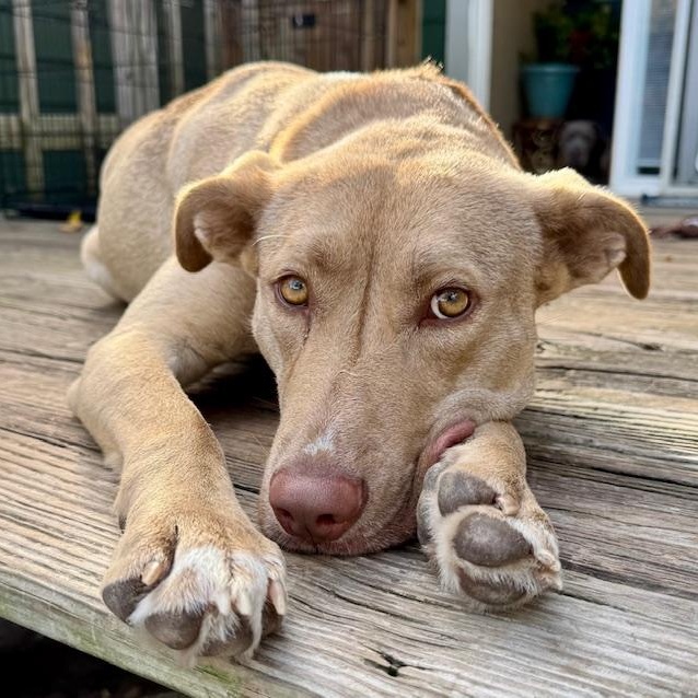 Dog for adoption - Beautiful Bellini – Loving, Cuddles, Good w/dogs ...