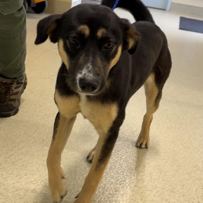 Dog for adoption - Toffee, a Shepherd Mix in Briarcliff Manor, NY | Petfinder