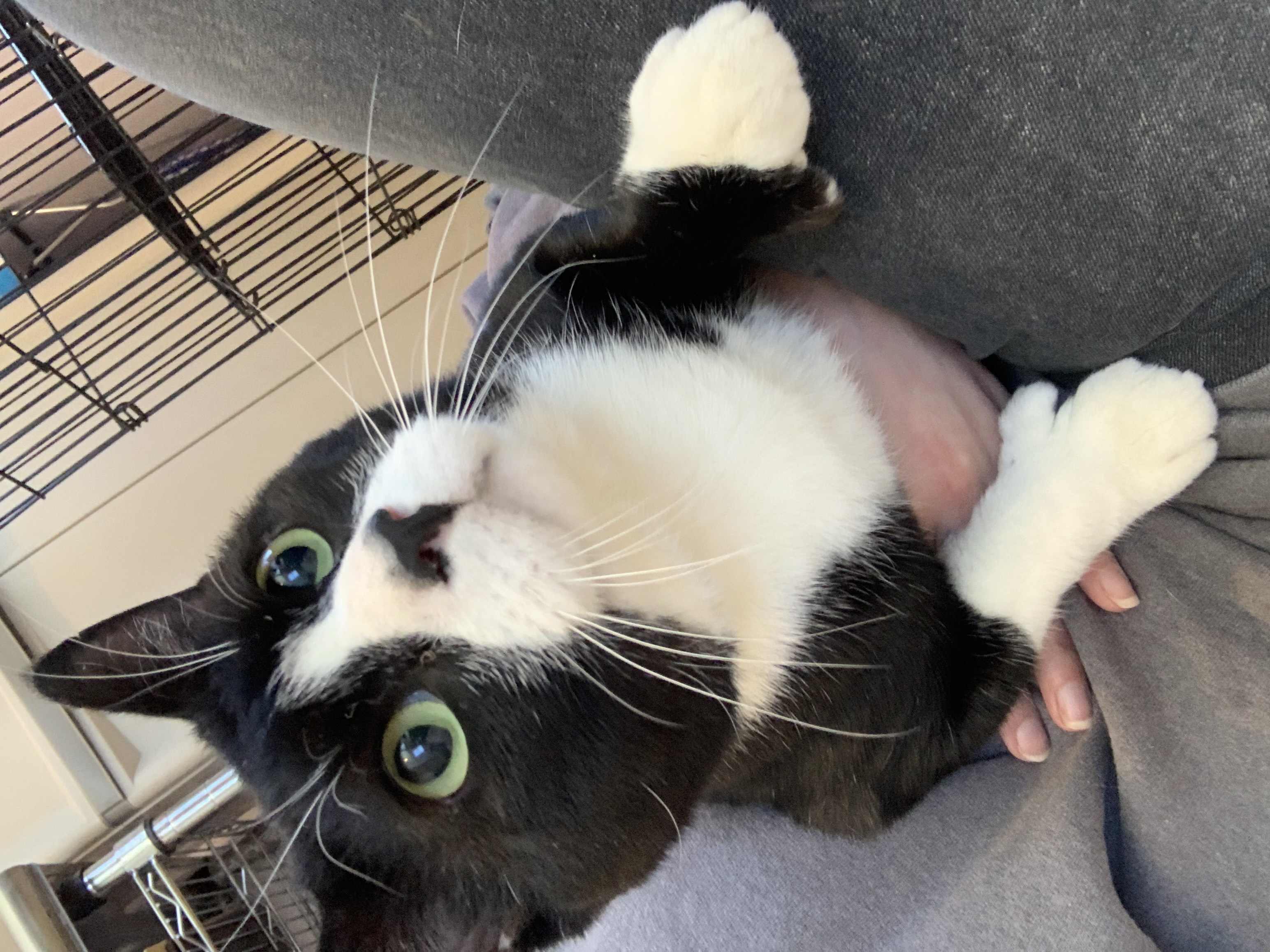 Cat for adoption - Hemingway, a Domestic Short Hair in Salisbury, MA ...