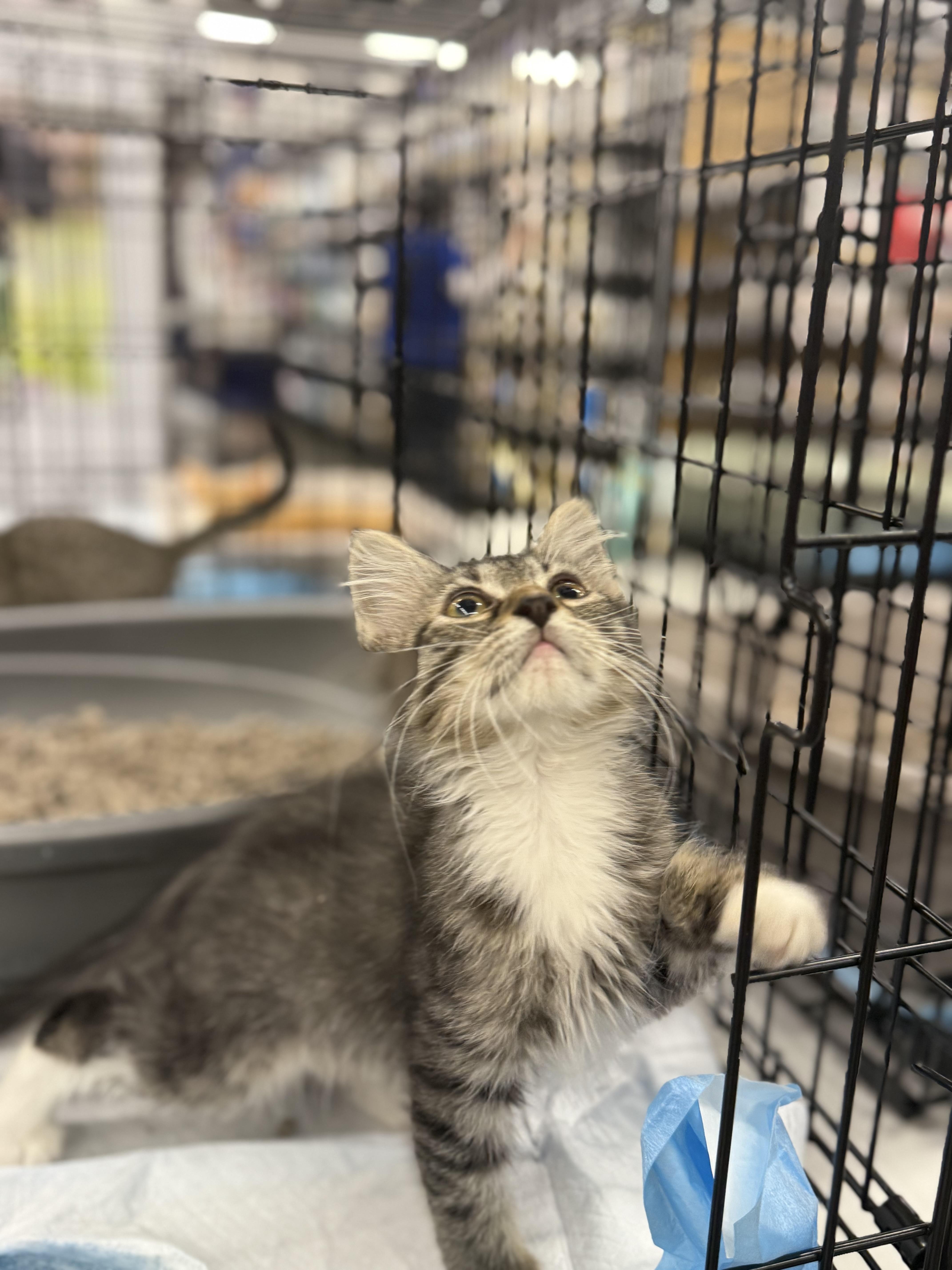 Cat for adoption - Clover, a Domestic Medium Hair in Seattle, WA ...