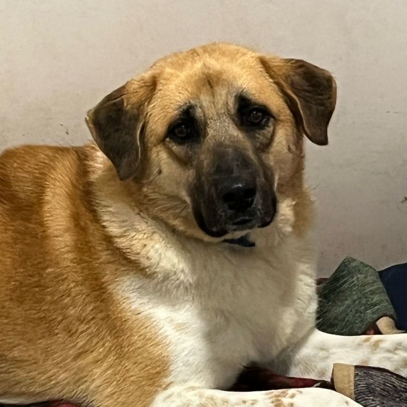 Dog for adoption - Becca, an Anatolian Shepherd in Sequim, WA | Petfinder