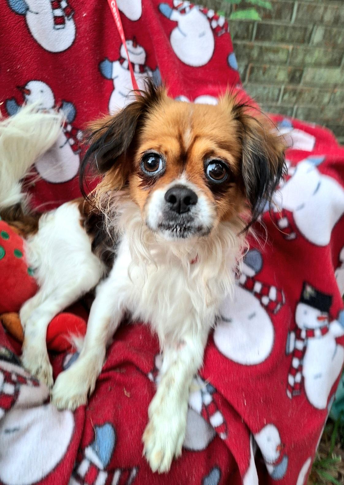 Dog for adoption - Lipton WA13634-T, a Cavalier King Charles Spaniel ...