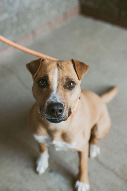 Dog for adoption - Maple, a Mixed Breed in Redmond, OR | Petfinder