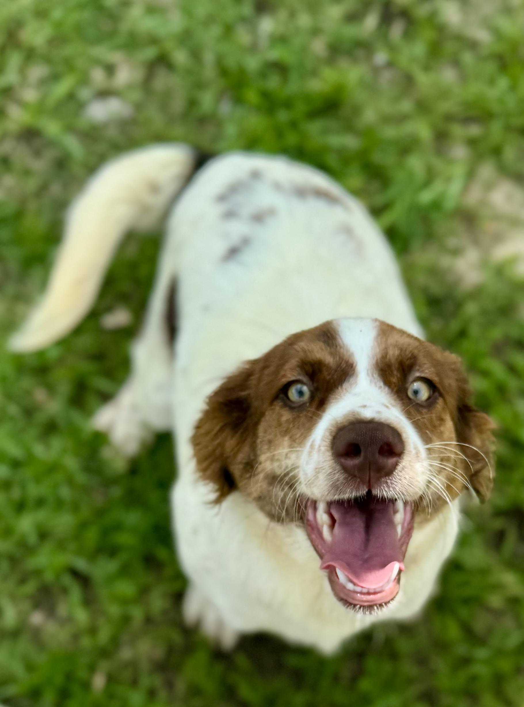 Dog for adoption - Faye, a Brittany Spaniel Mix in Charlotte , NC ...