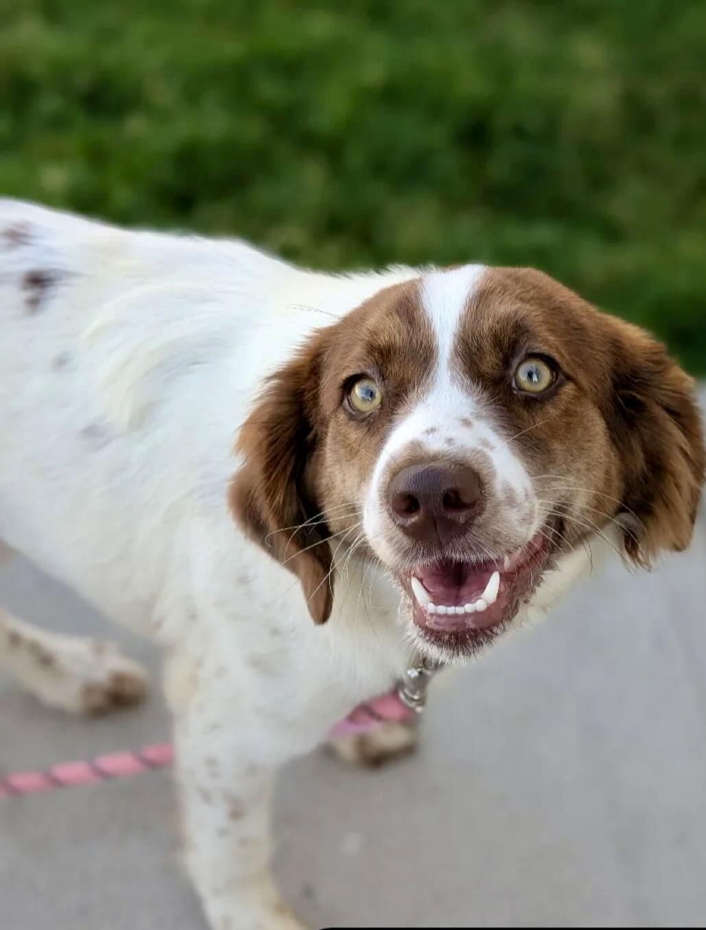 Dog for adoption - Faye, a Brittany Spaniel Mix in Charlotte , NC ...