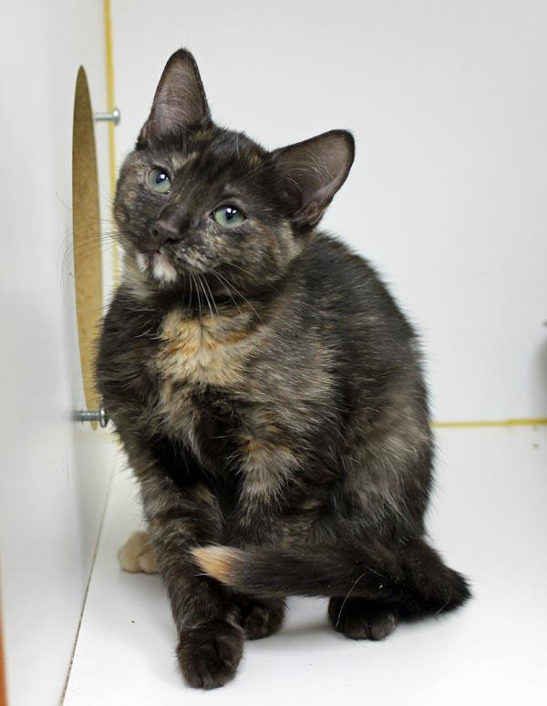 Kimi - Adoptable Pet | Petfinder | Petfinder