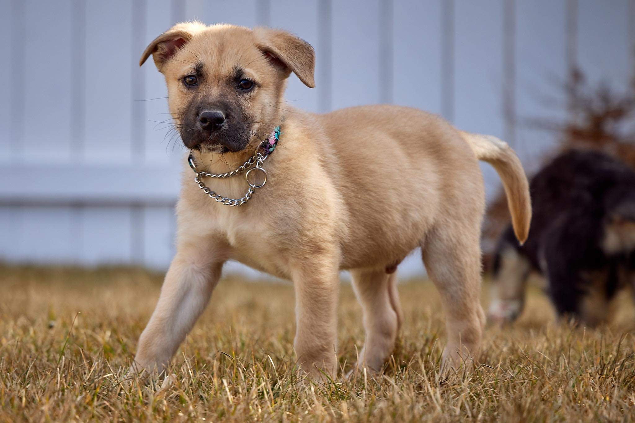 Available for Adoption - New Hope Dog Rescue