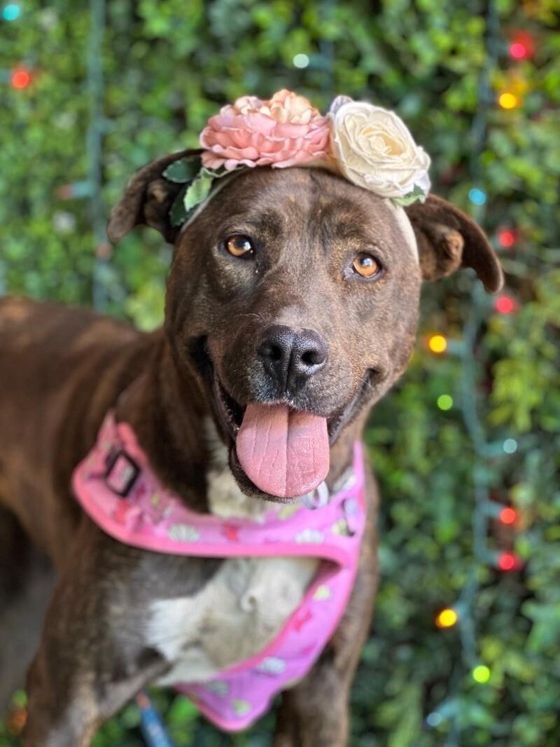 Dog for adoption - Lulu, a Mountain Cur & Labrador Retriever Mix in ...