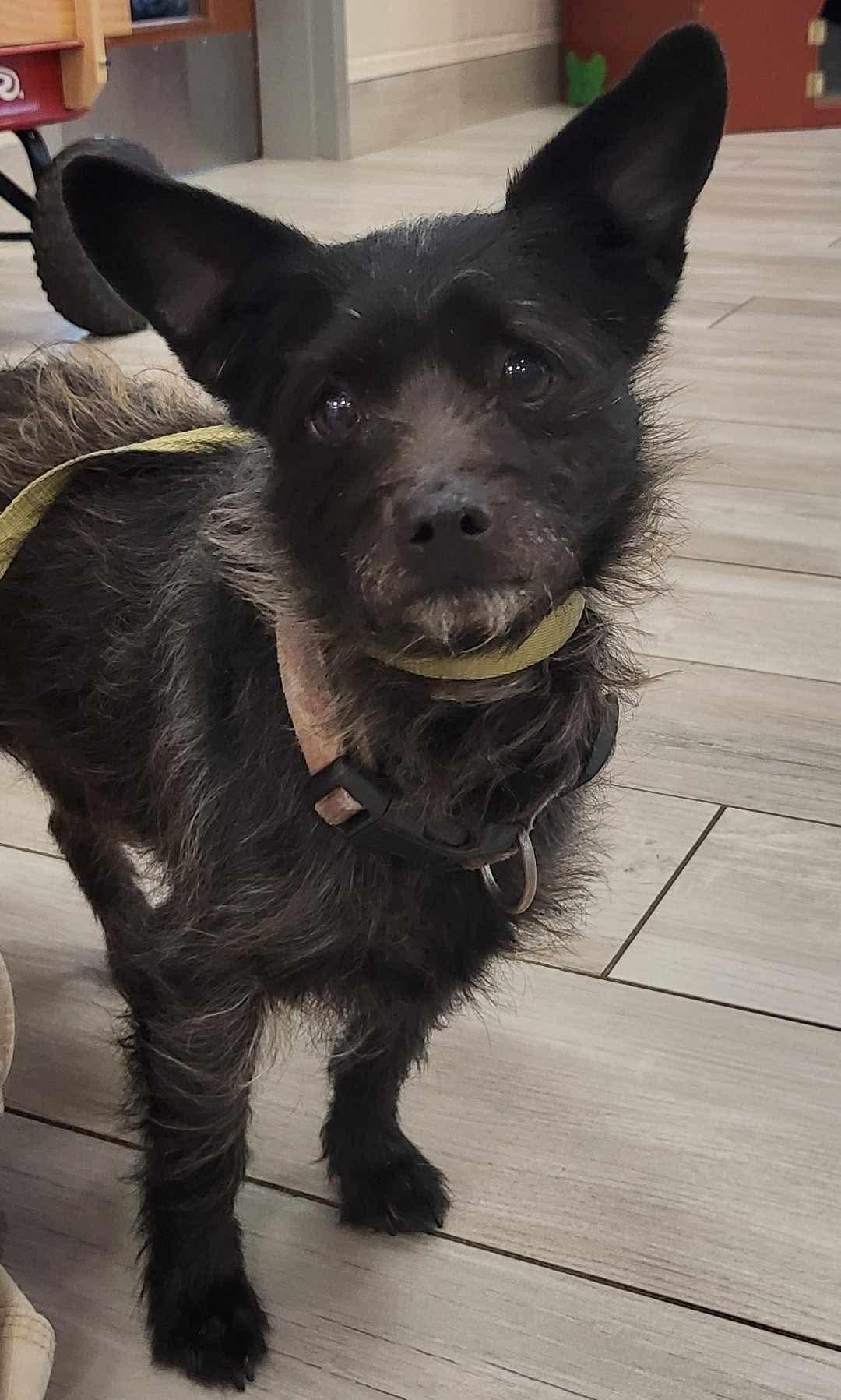 Dog for adoption - Finley, a Scottish Terrier & Chihuahua Mix in Silver ...