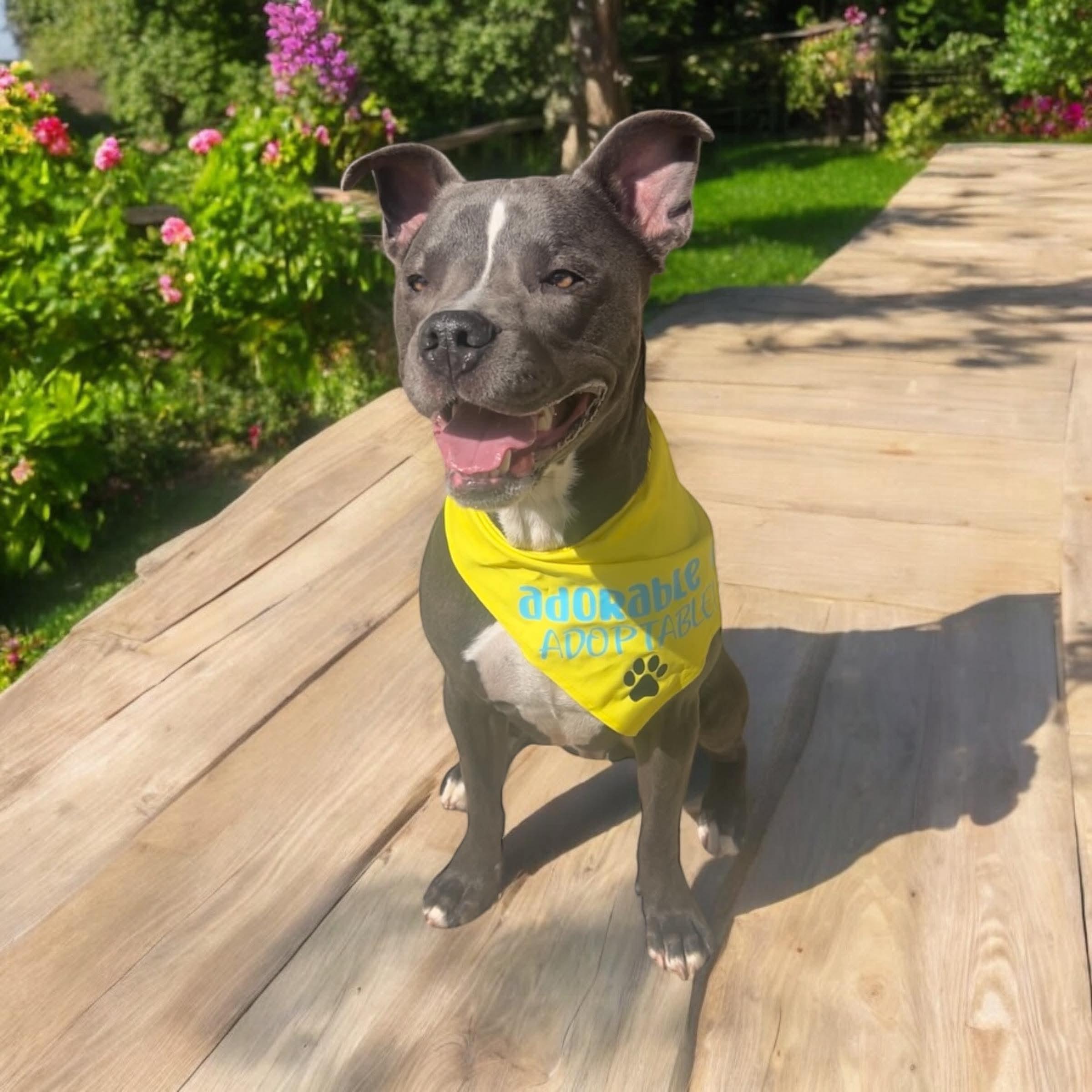 Dog for adoption - Graysen, a Pit Bull Terrier Mix in Downers Grove ...