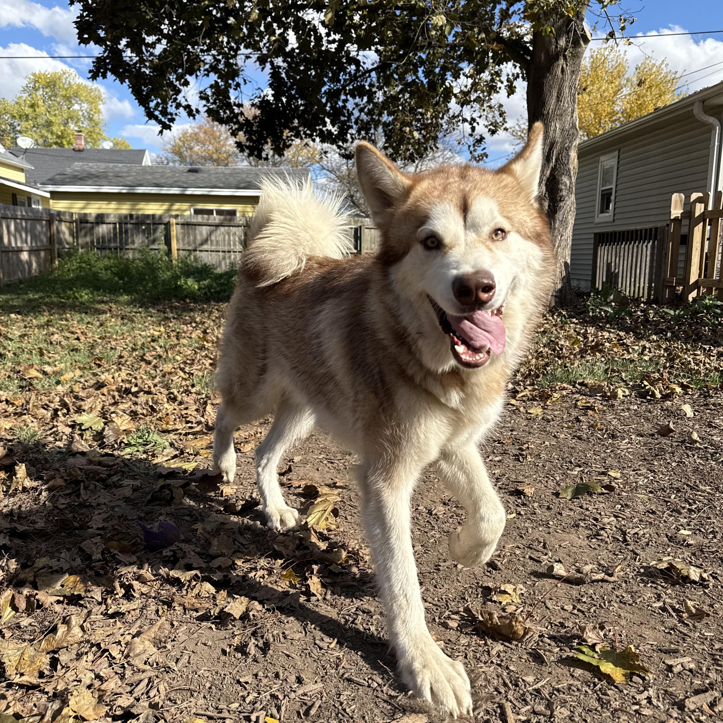 Dog for adoption - Fenrir, a Husky Mix in Kenosha, WI | Petfinder