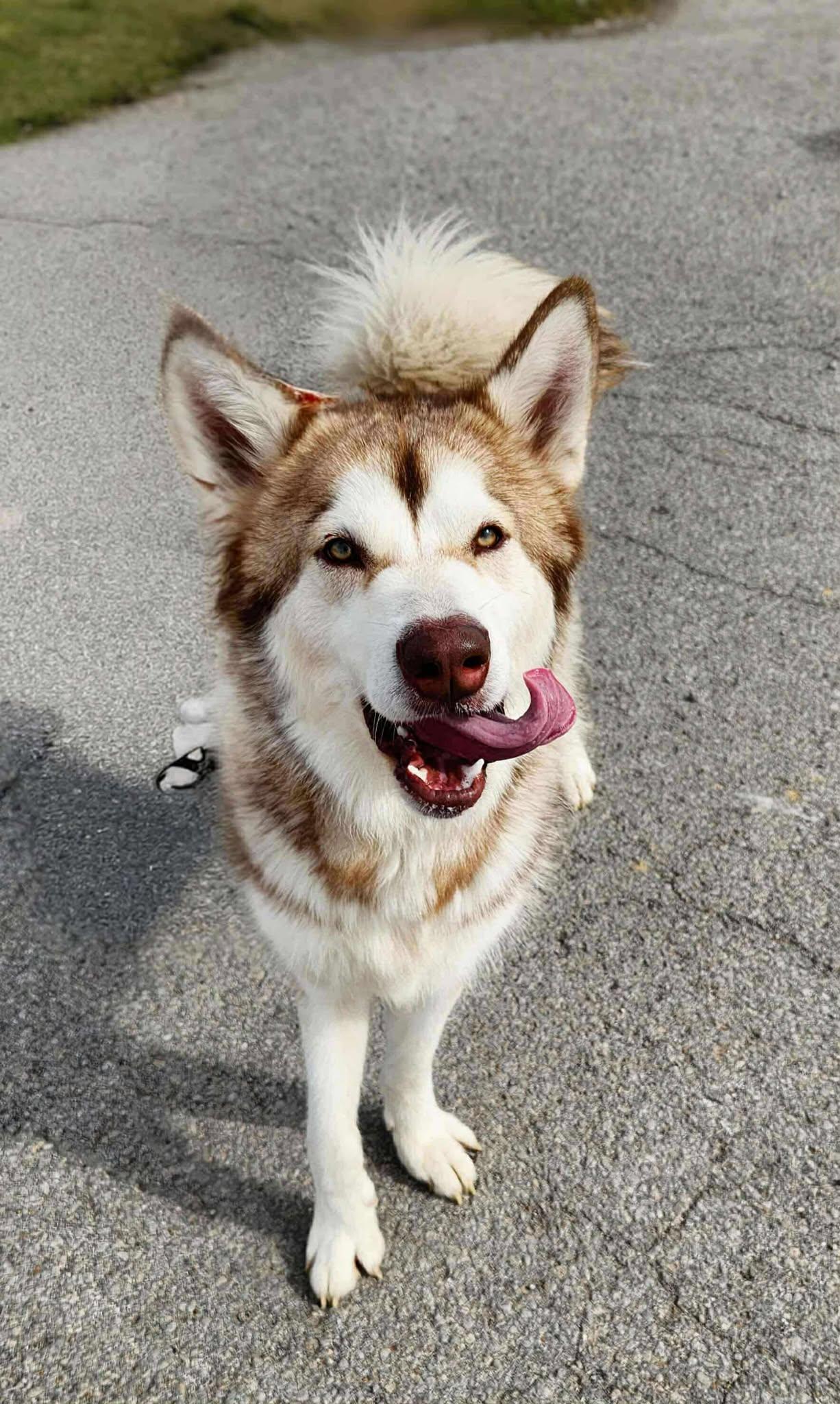 Dog for adoption - Fenrir, a Husky Mix in Kenosha, WI | Petfinder