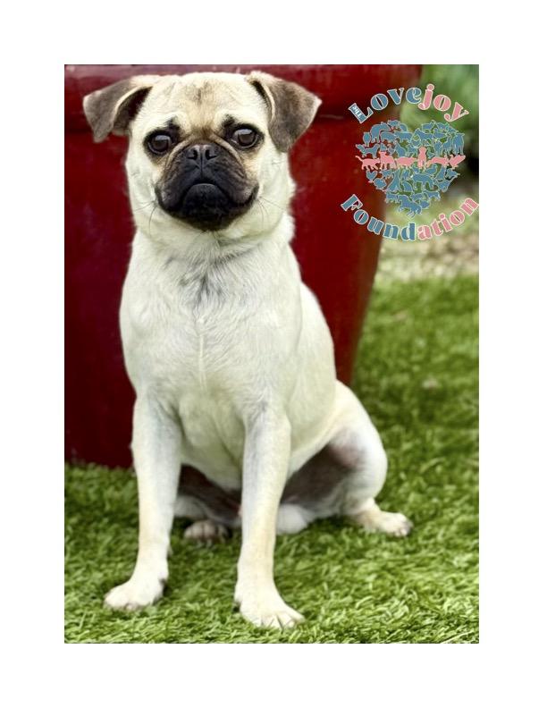 Dog for adoption - Pugly, a Pug in Inglewood, CA | Petfinder