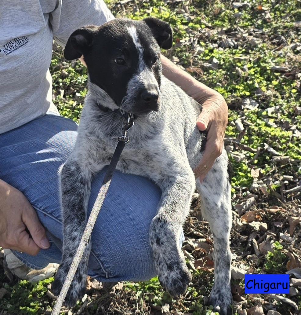 Dog for adoption - Chigaru, an Australian Cattle Dog / Blue Heeler in ...