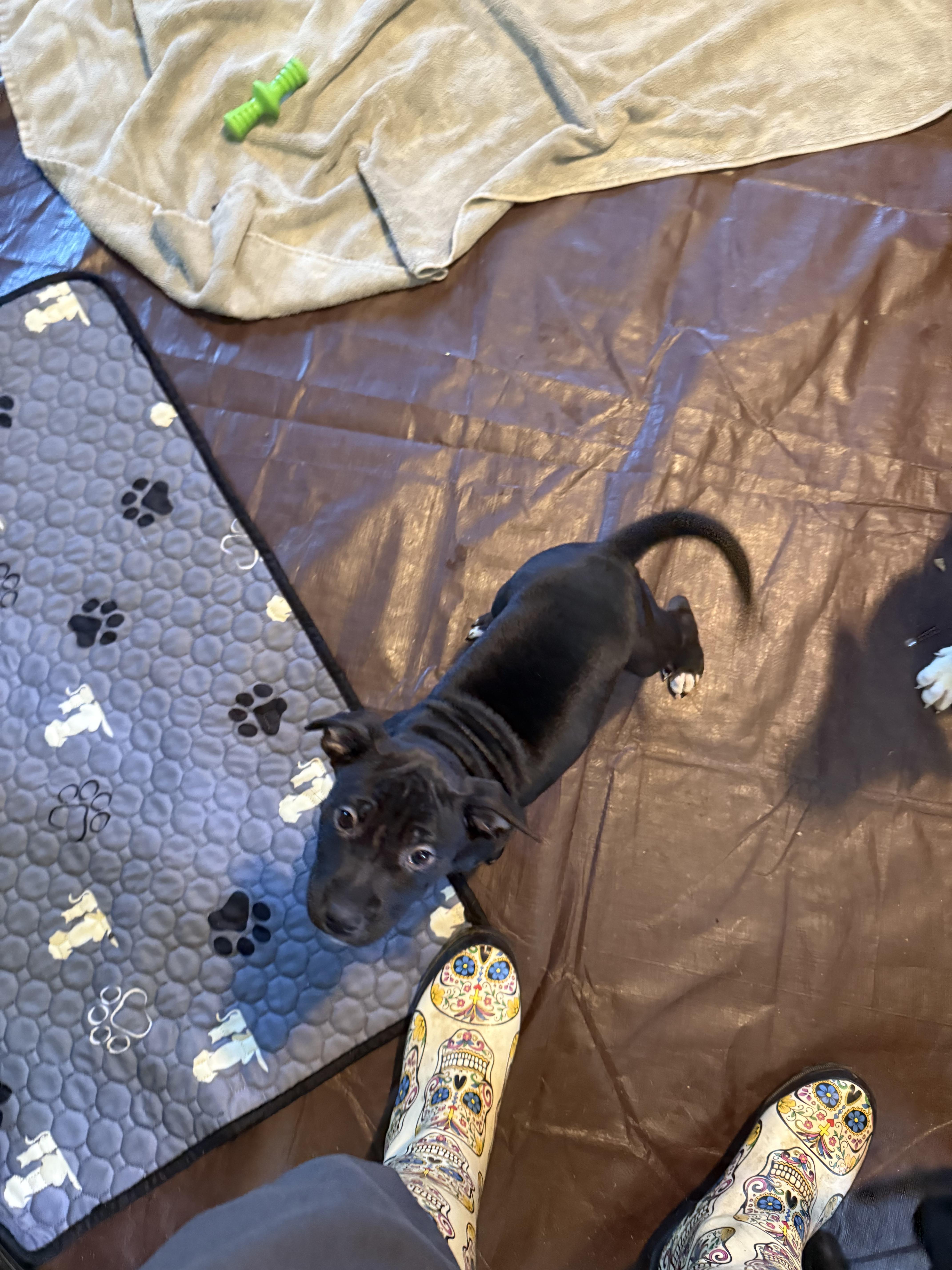 Dog for adoption - Delilah, a Labrador Retriever & American ...