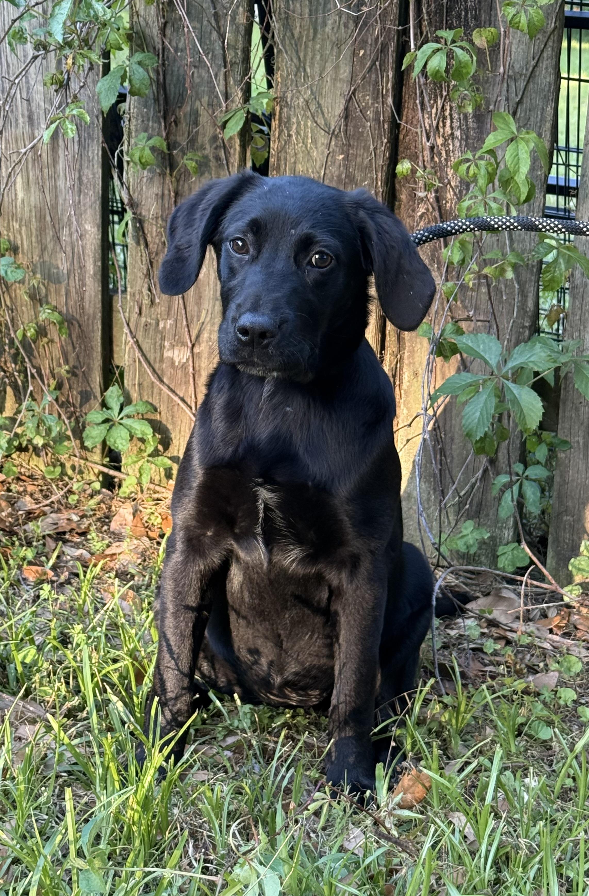 Dog for adoption - Lucy, a Labrador Retriever & Golden Retriever Mix in ...