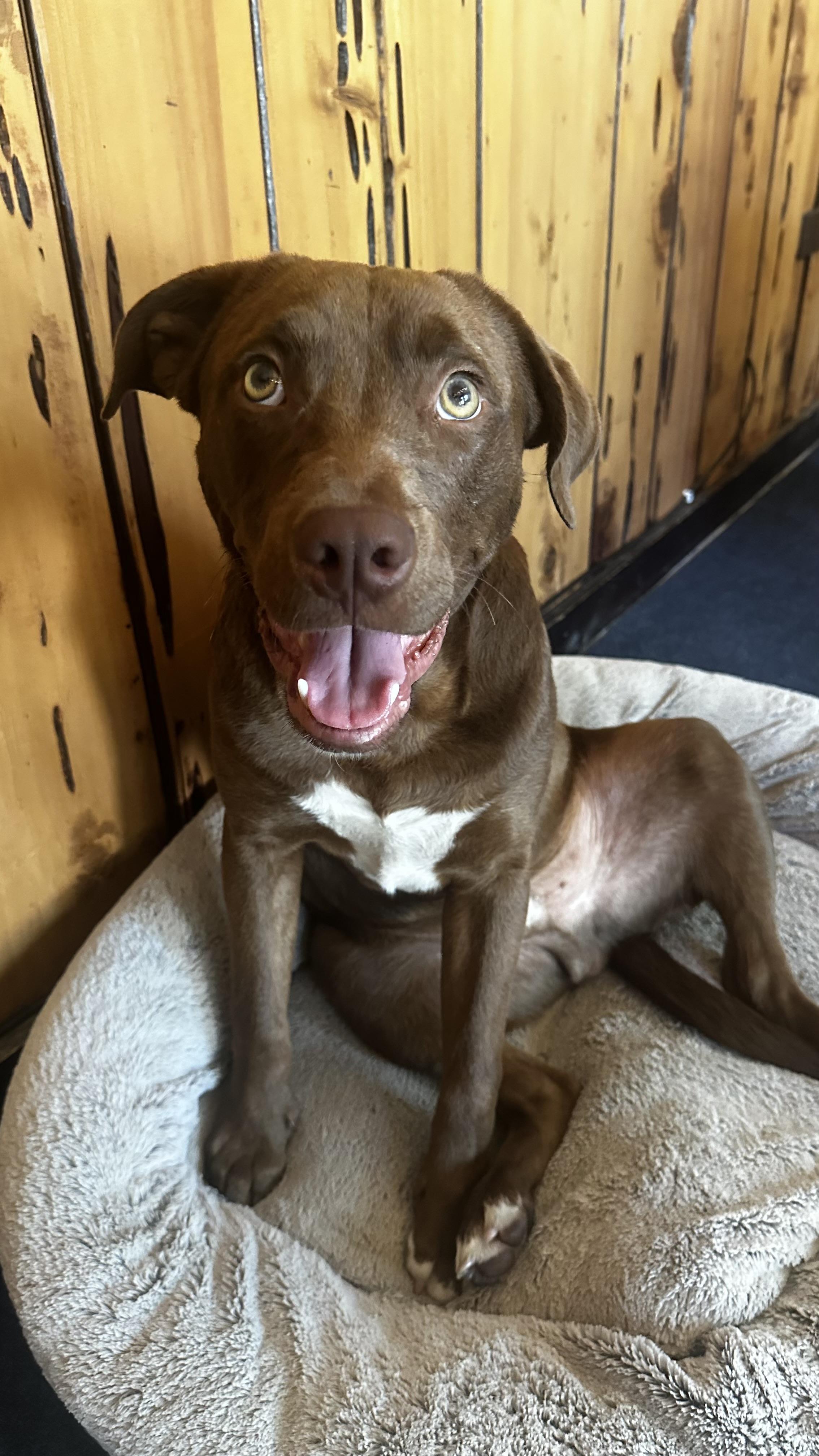 Dog for adoption - Bean, a Chocolate Labrador Retriever Mix in Los ...