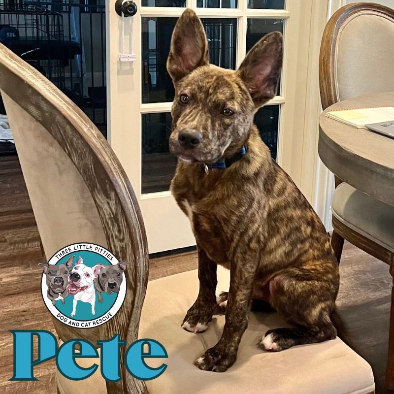 Dog for adoption - Pete Meat Laborde The Confident Cuddley Fetch loving ...
