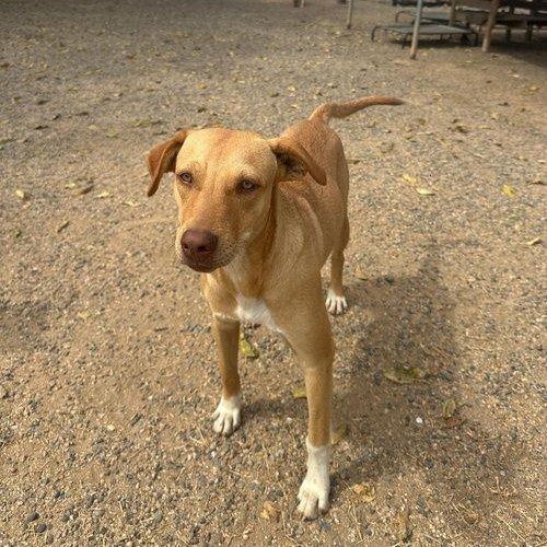 Dog for adoption - Paulina, a Mixed Breed in Portland, OR | Petfinder