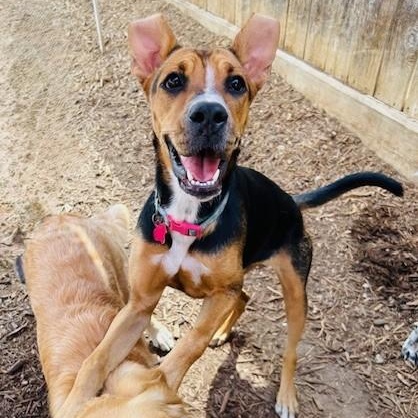 Dog for adoption - Layla May, a Hound & German Shepherd Dog Mix in ...