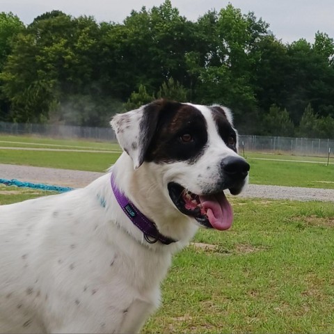 Dog for adoption - Cletus, a Hound in Waterbury, CT | Petfinder