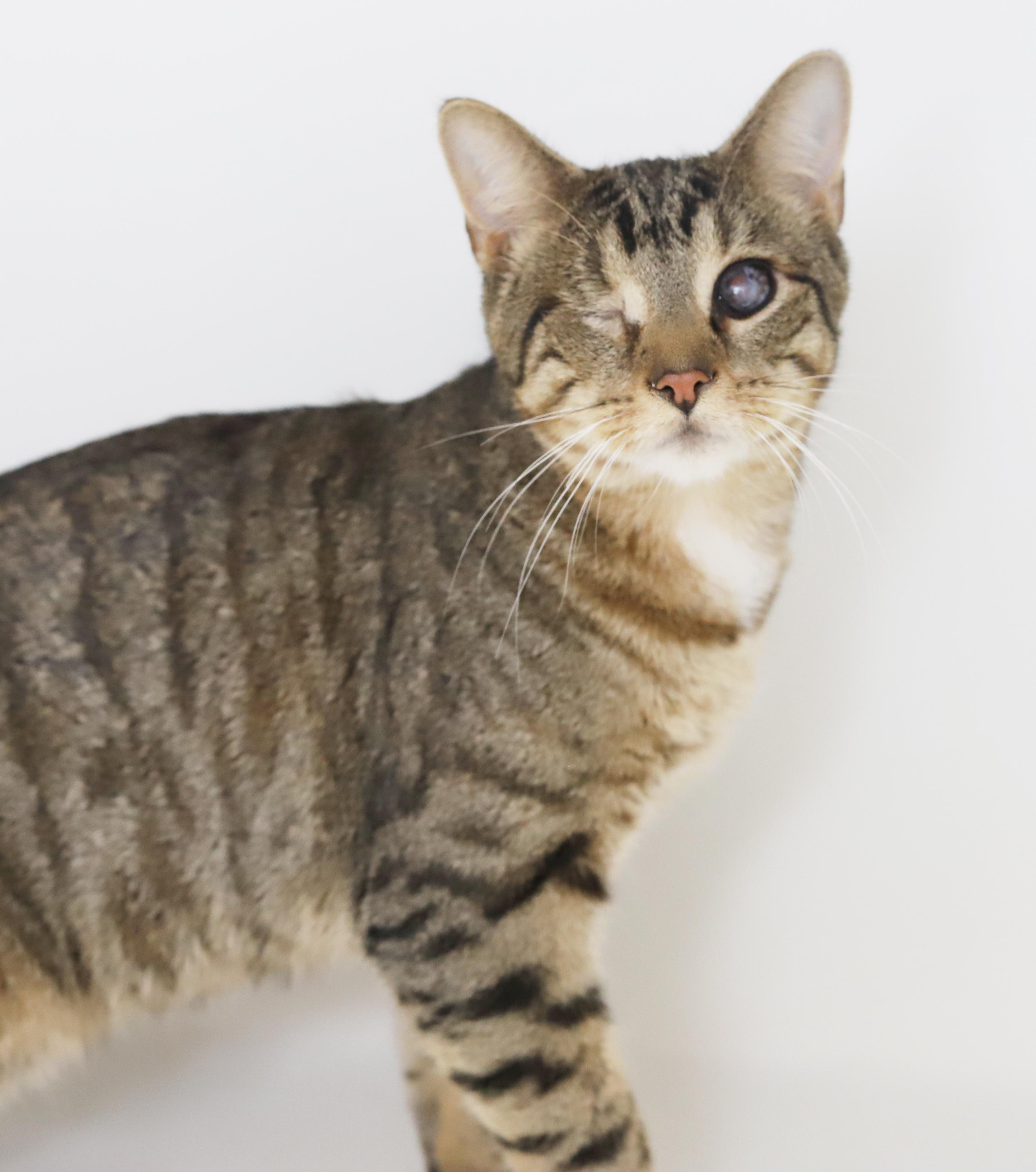 Cheesecake is the SWEETEST CUDDLIEST! Video of this amazing cuddler ...