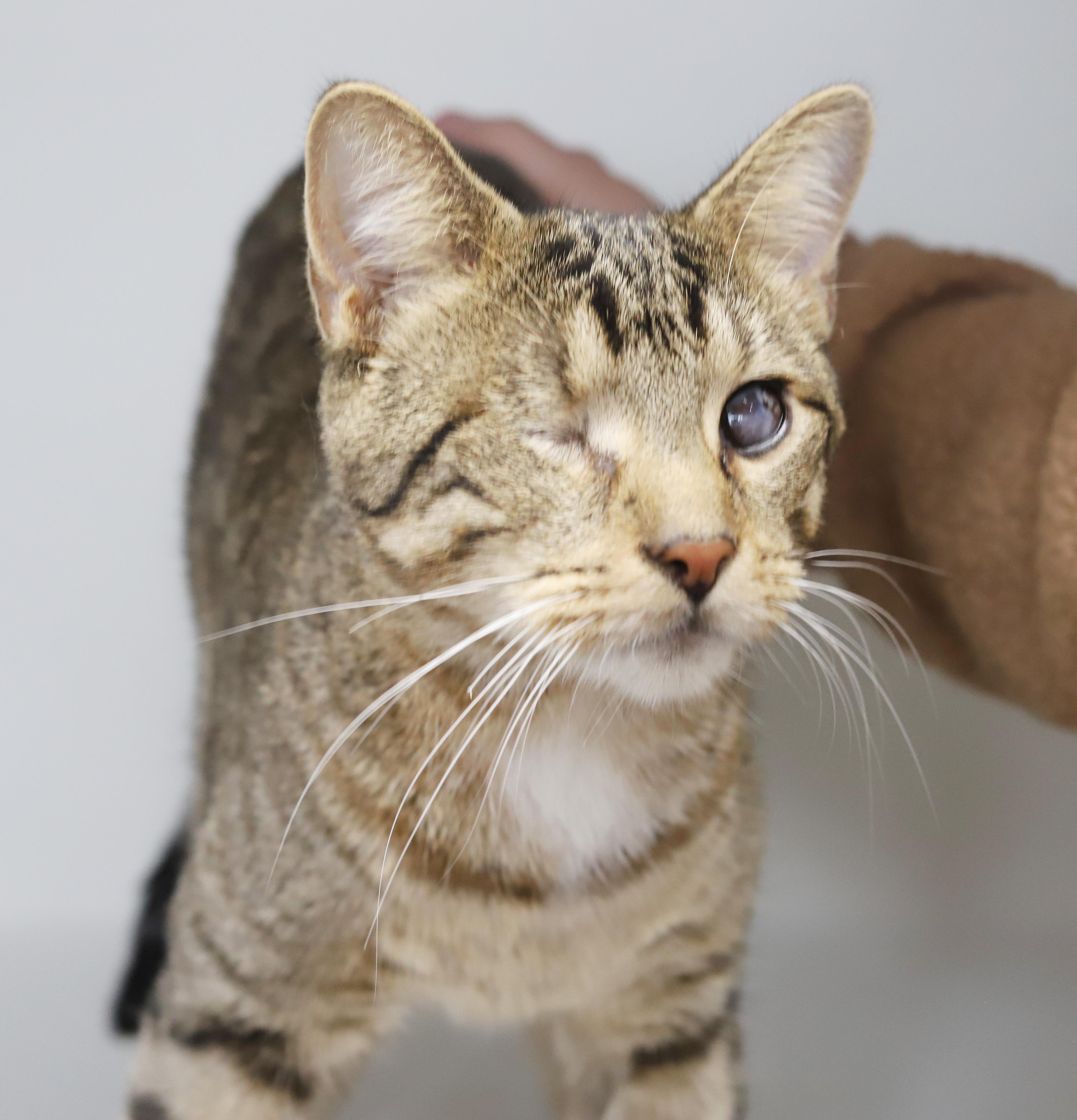Cheesecake is the SWEETEST CUDDLIEST! Video of this amazing cuddler ...