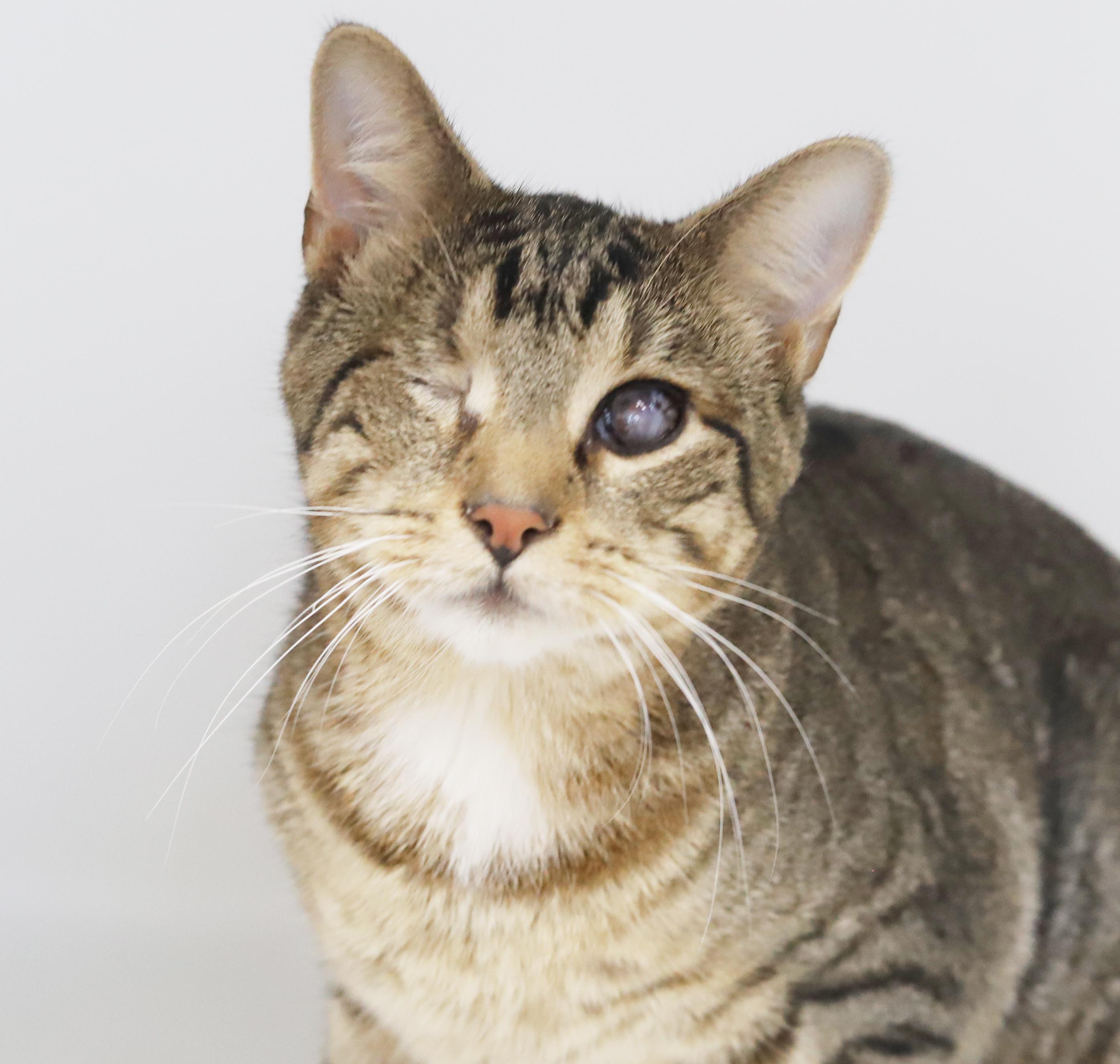 Cheesecake is the SWEETEST CUDDLIEST! Video of this amazing cuddler ...