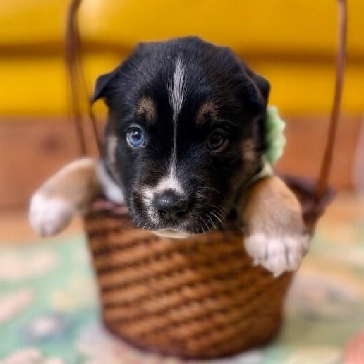 Dog for adoption - Ash September, a Husky & Shepherd Mix in Toronto, ON ...