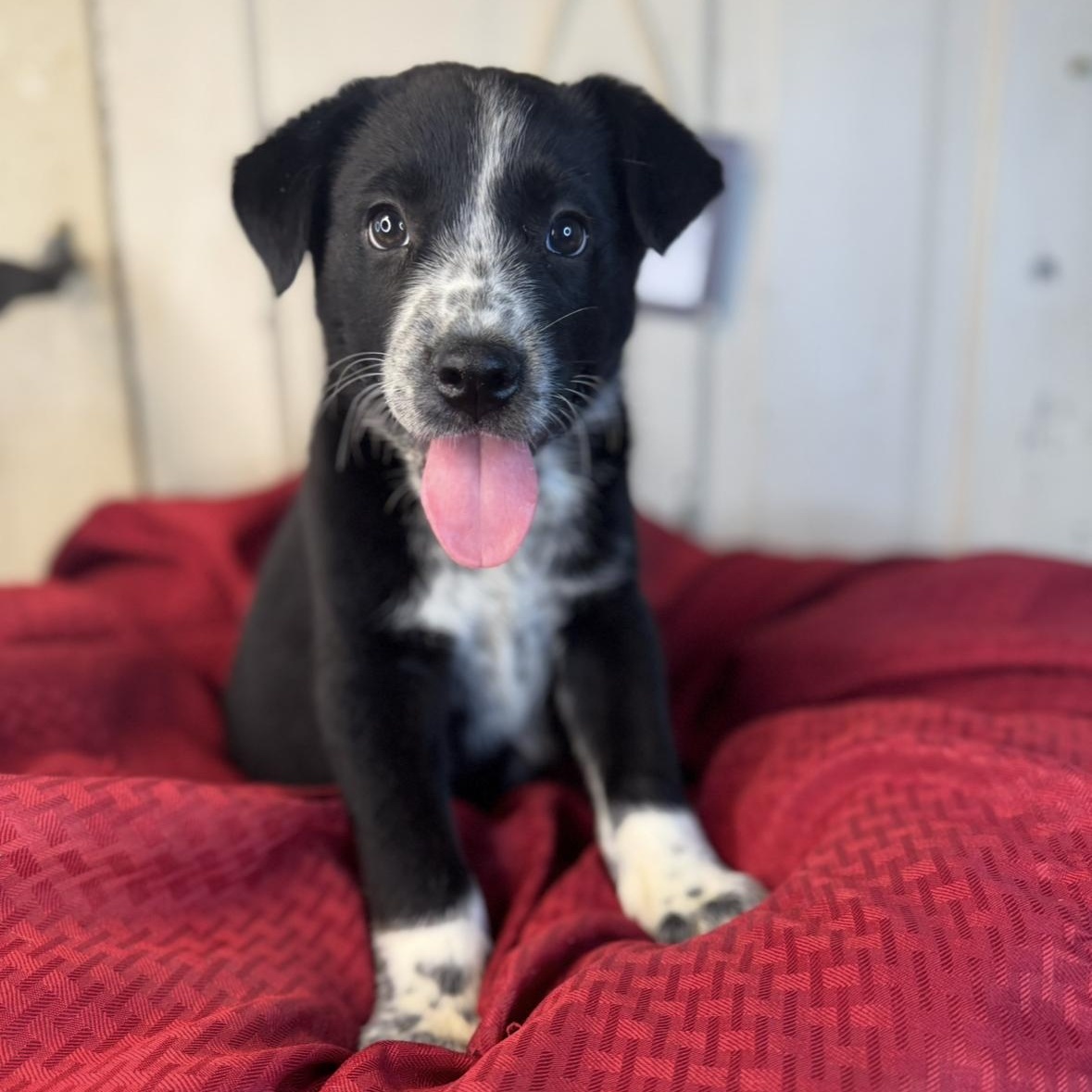 Dog for adoption - Brock, a Border Collie & Cattle Dog Mix in Joliet ...
