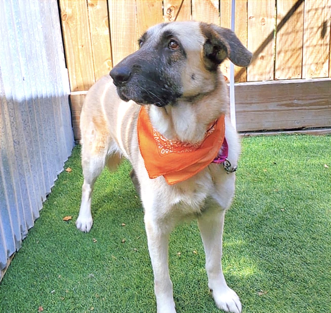 Dog for adoption - Amy, a Shepherd Mix in Boston, MA | Petfinder