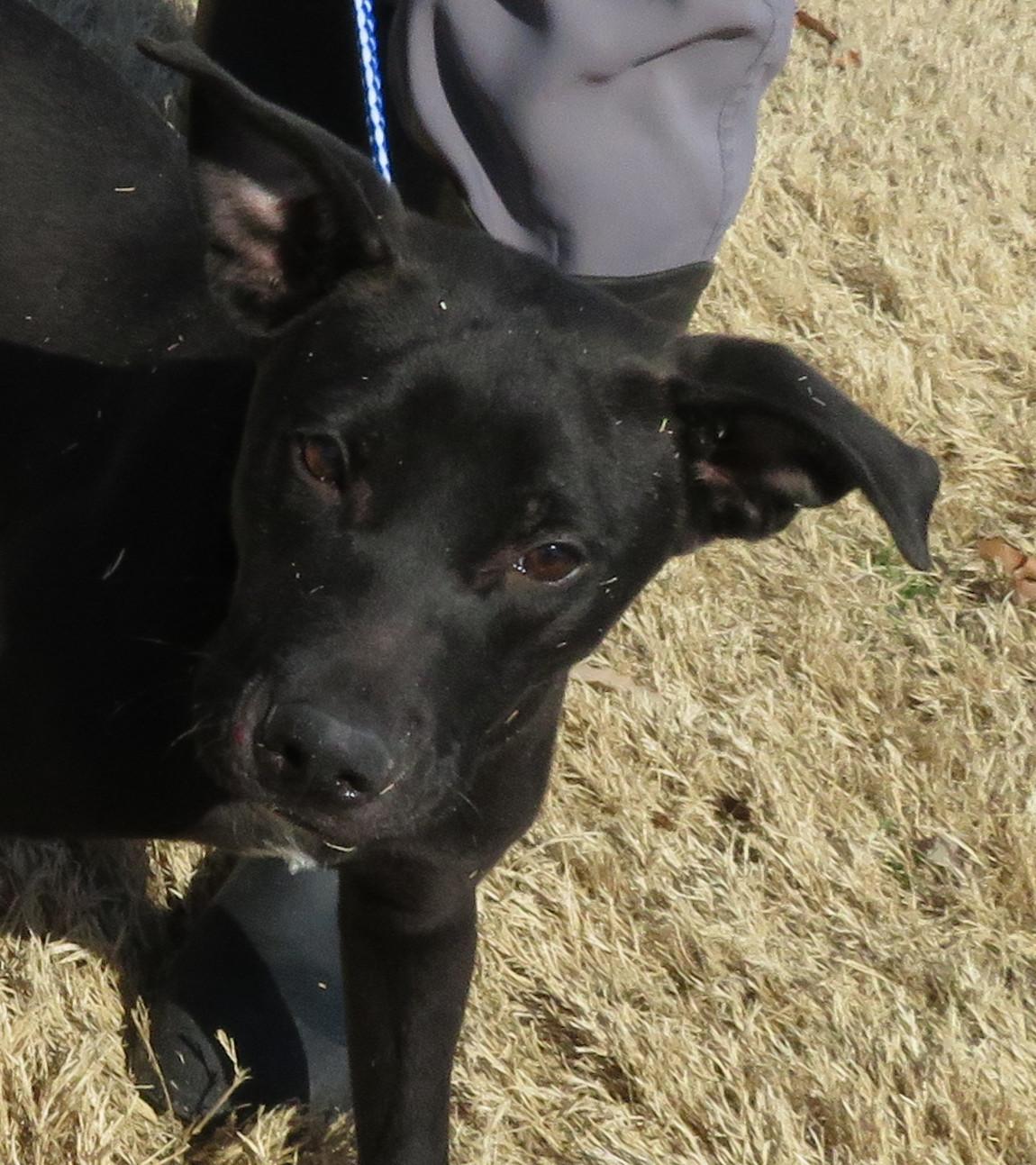 Dog for adoption - Marble, a Labrador Retriever & Pit Bull Terrier Mix ...