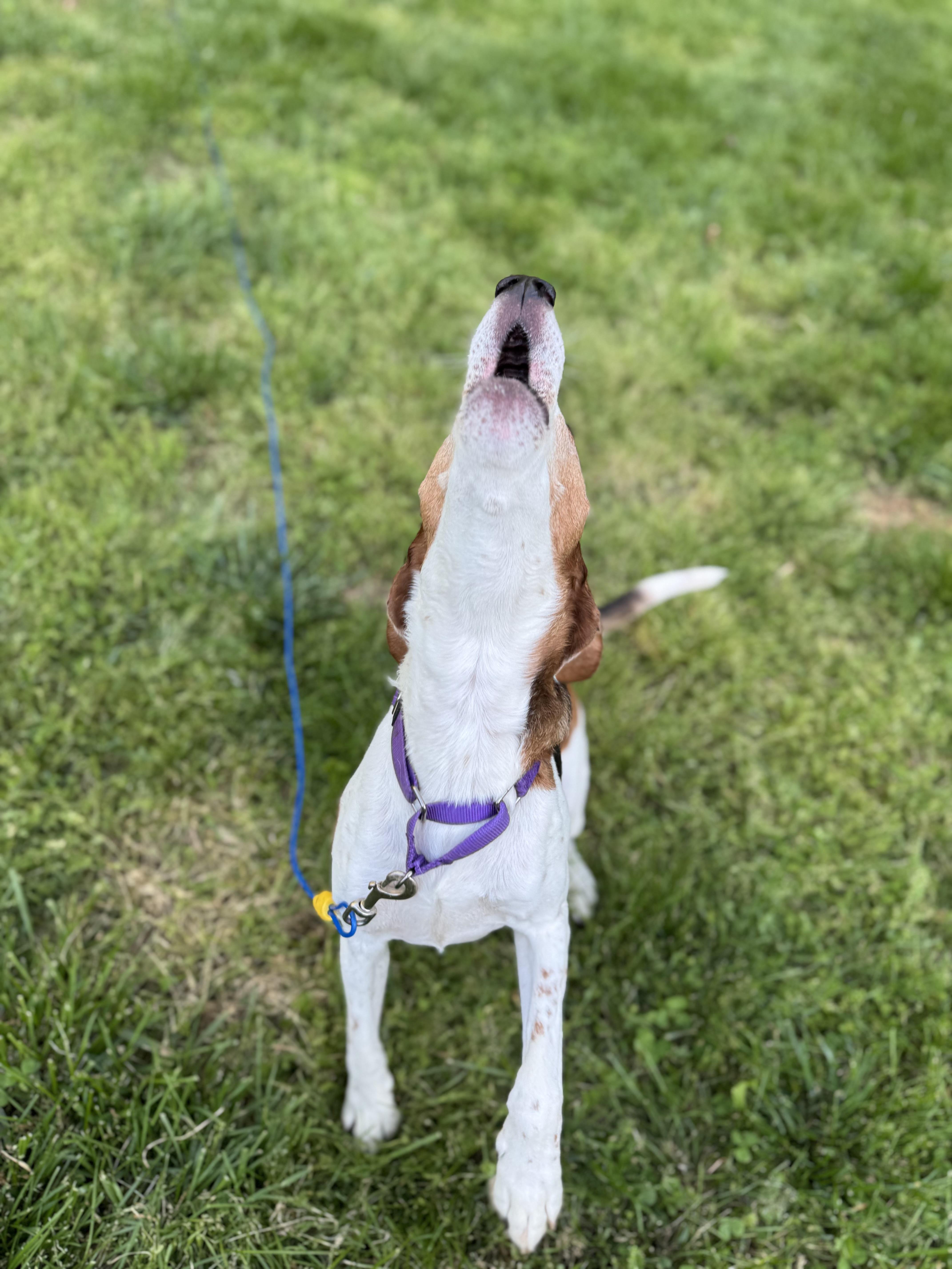 Dog for adoption - Arthur, a Beagle in Maiden, NC | Petfinder