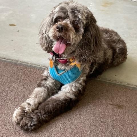 Dog for adoption - Mocha, a Cockapoo in Wilmington, NC | Petfinder