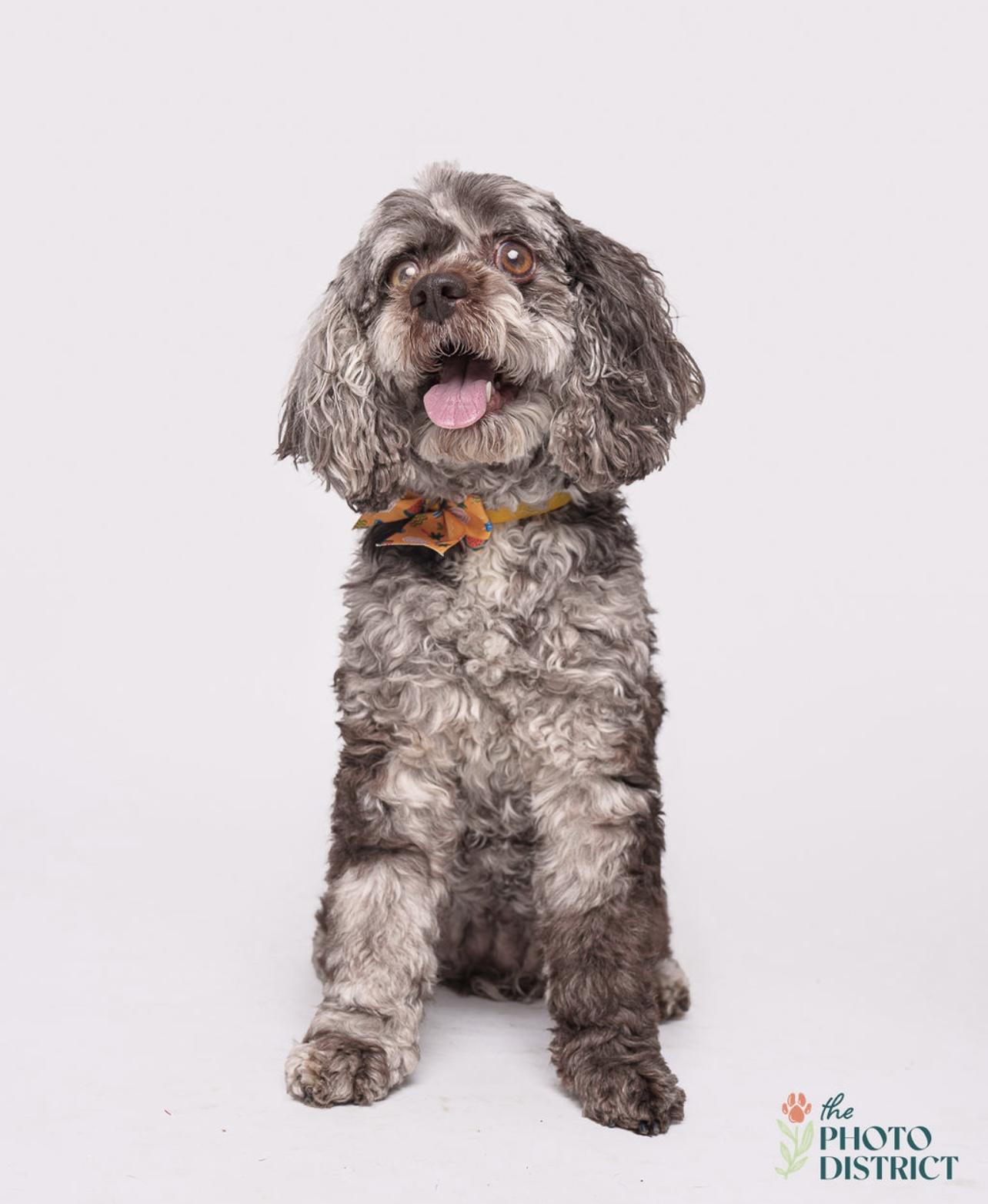 Dog for adoption - Mocha, a Cockapoo in Wilmington, NC | Petfinder