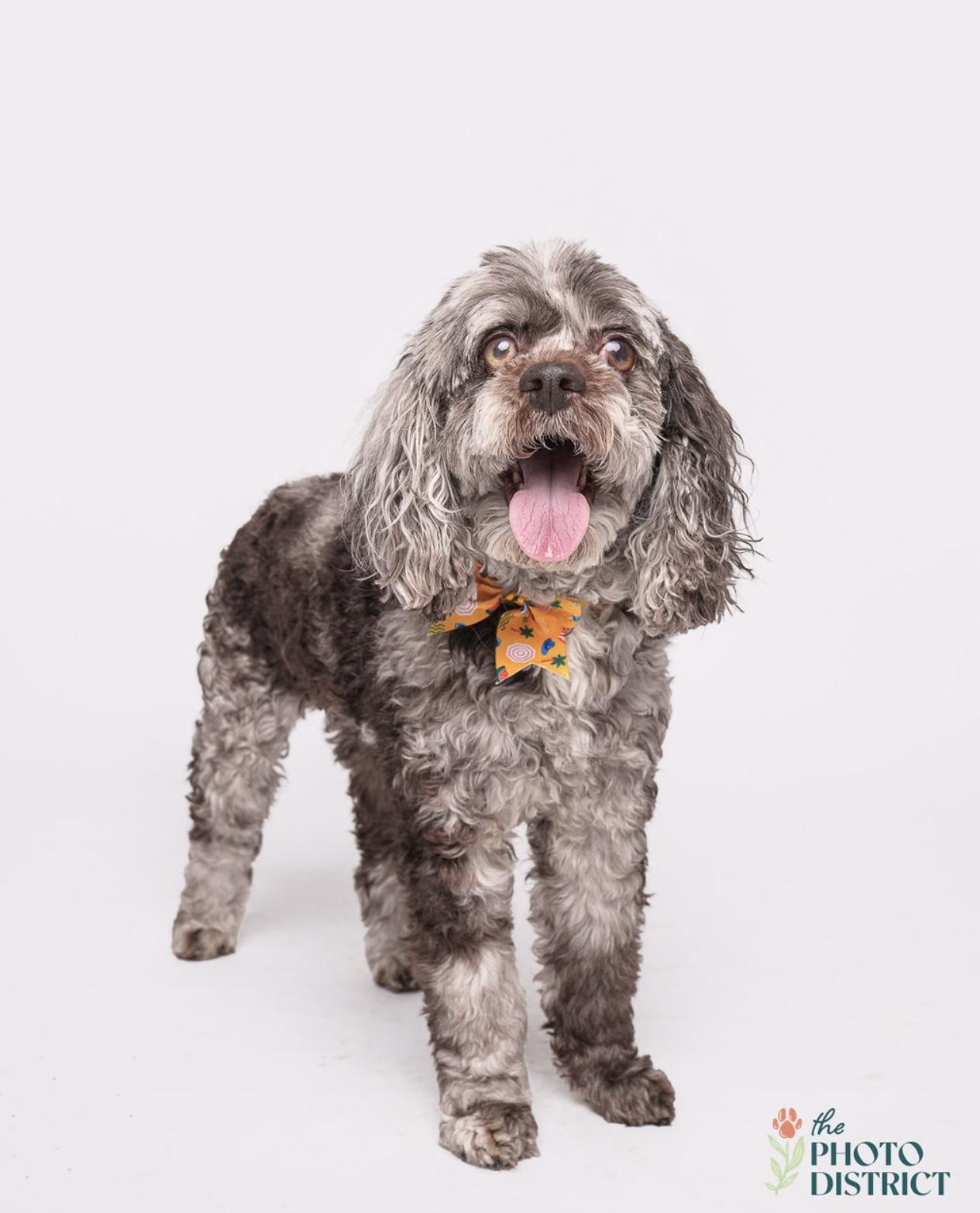 Dog for adoption - Mocha, a Cockapoo in Wilmington, NC | Petfinder