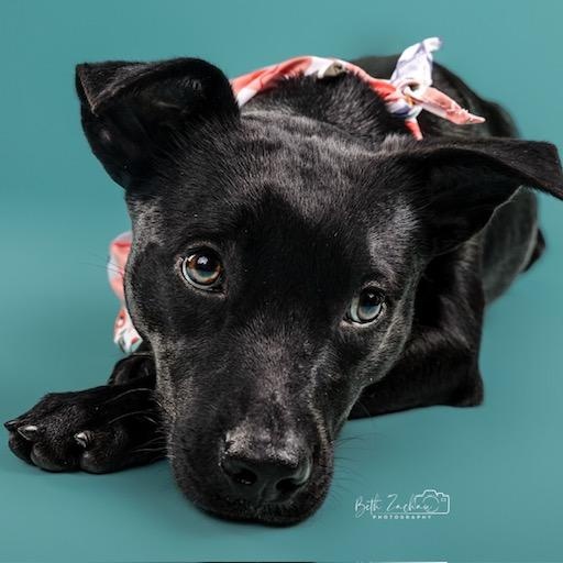 Dog for adoption - Tux, a Labrador Retriever Mix in White Plains, NY ...