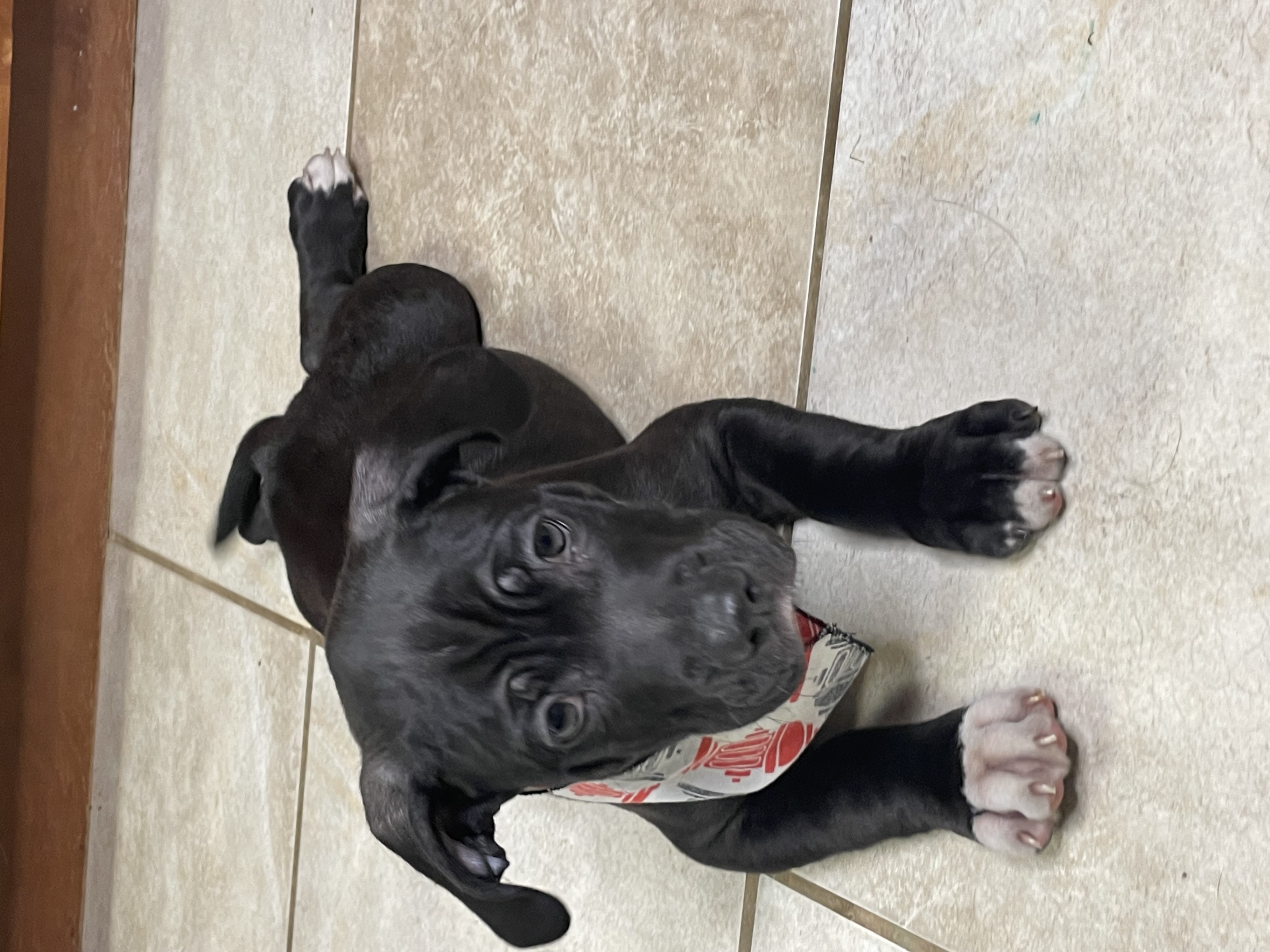 Available Dogs - The A.R.K - Animal Recycling Kennel