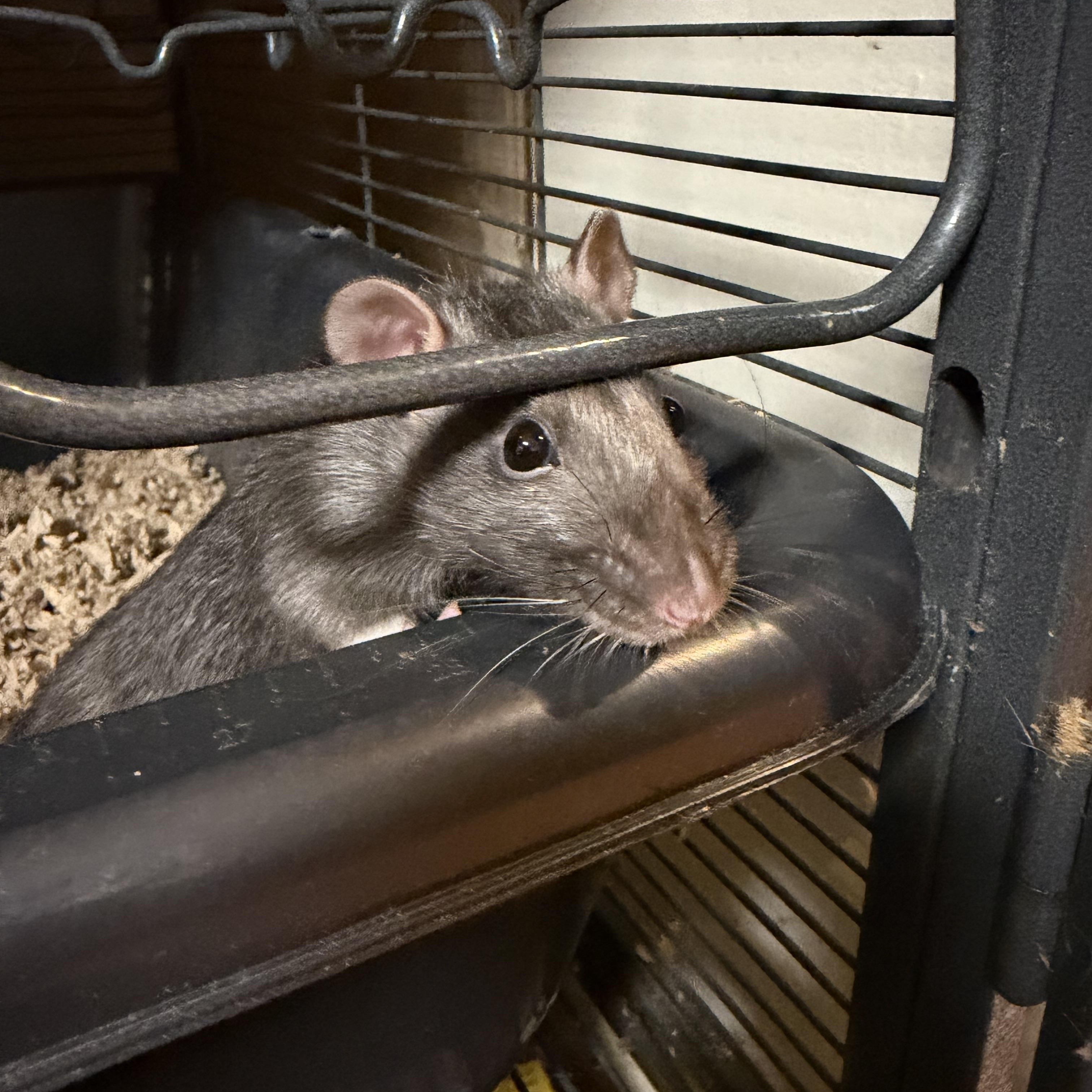Rat for adoption - Rory and Lorelai, a Rat in Pylesville, MD | Petfinder