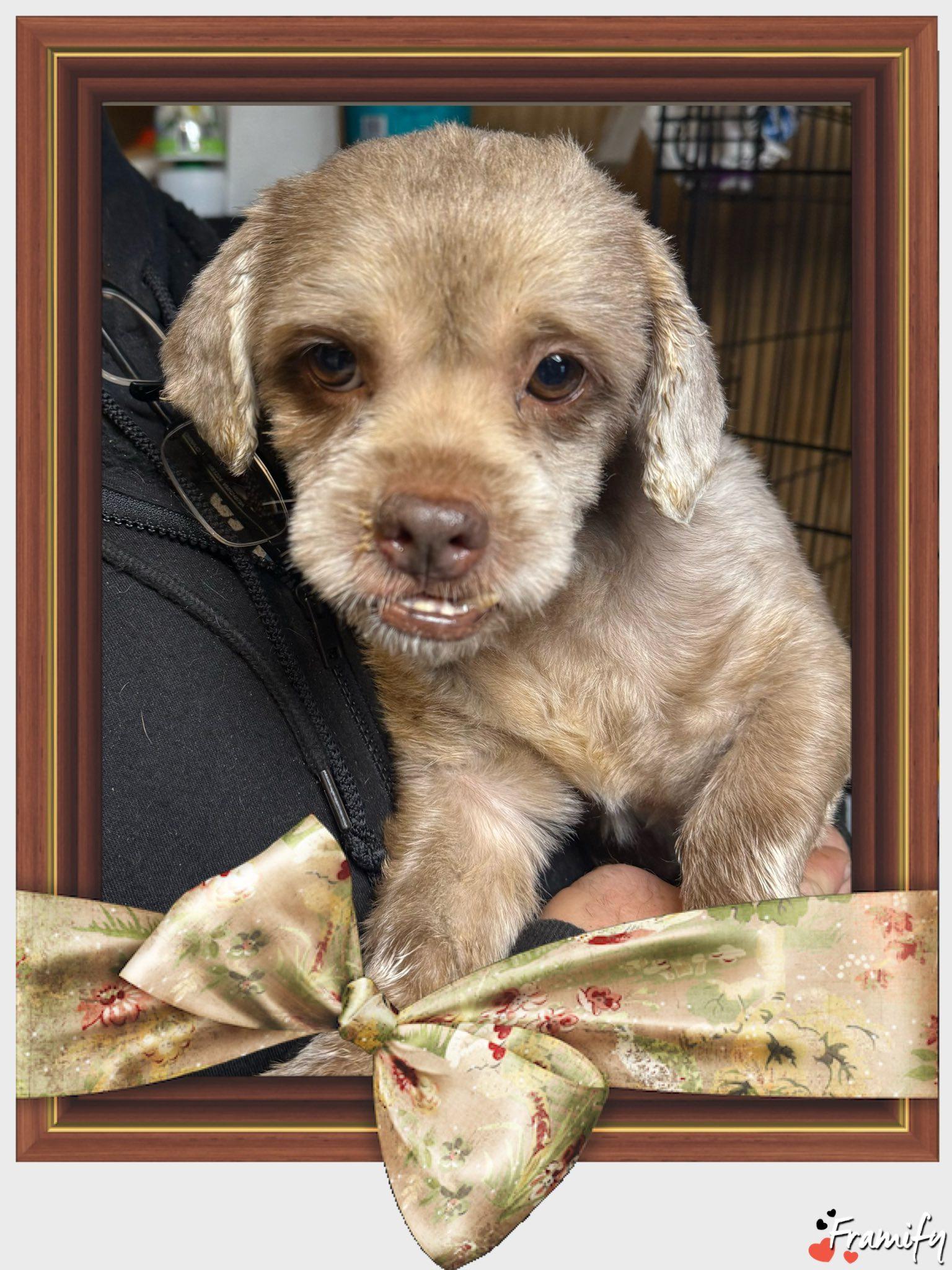 Willi Wonka - Adoptable Pet | Petfinder | Petfinder